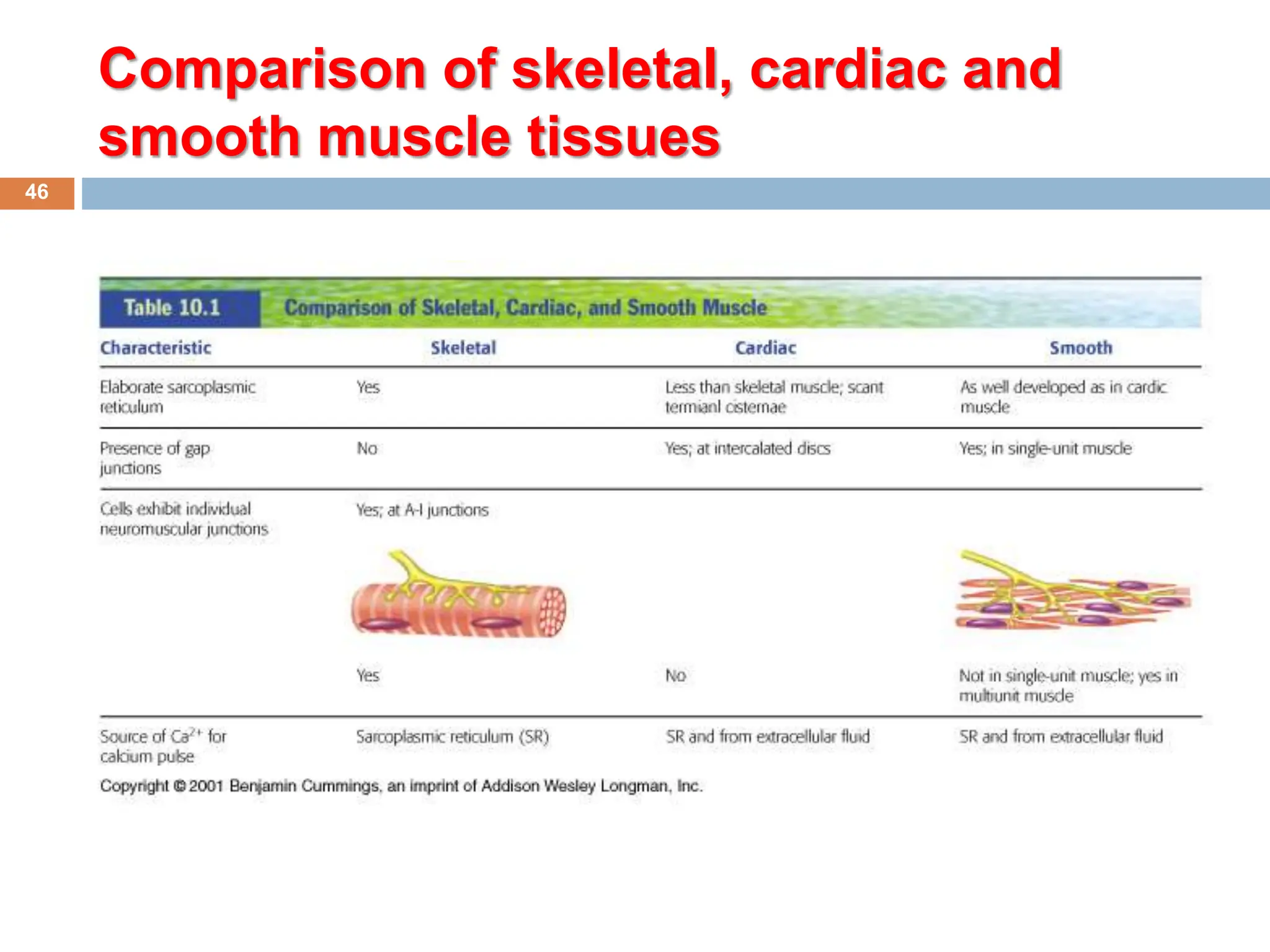 Histology of Muscles of the human body - Copy [A].pptx