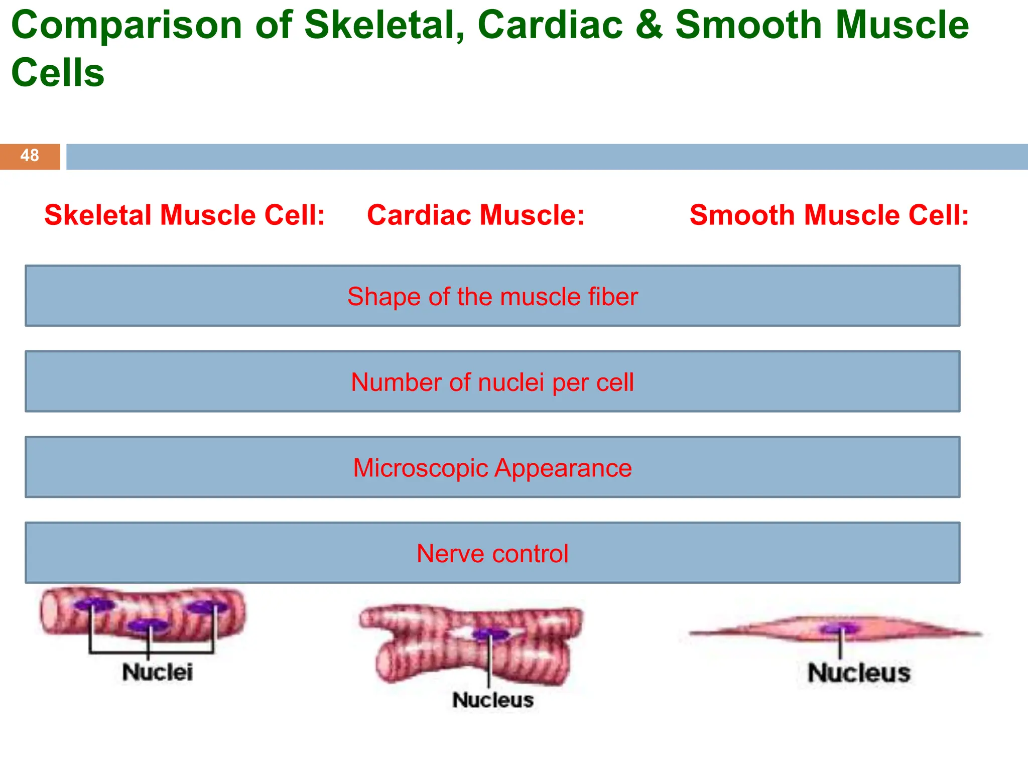 Histology of Muscles of the human body - Copy [A].pptx