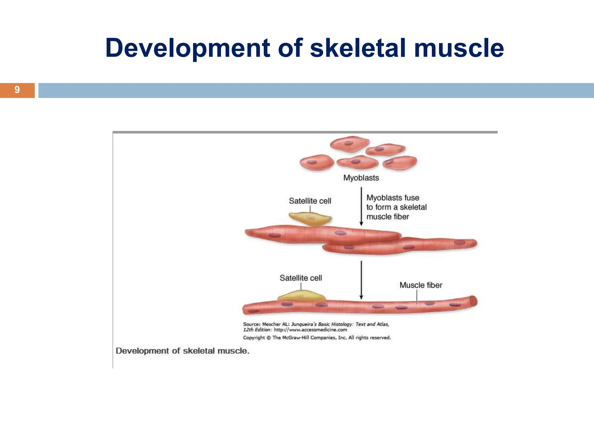 Histology of Muscles of the human body - Copy [A].pptx