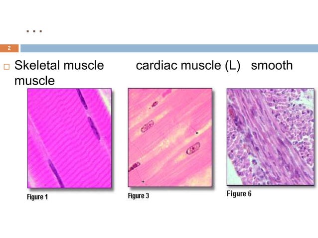 Histology of Muscles of the human body - Copy [A].pptx
