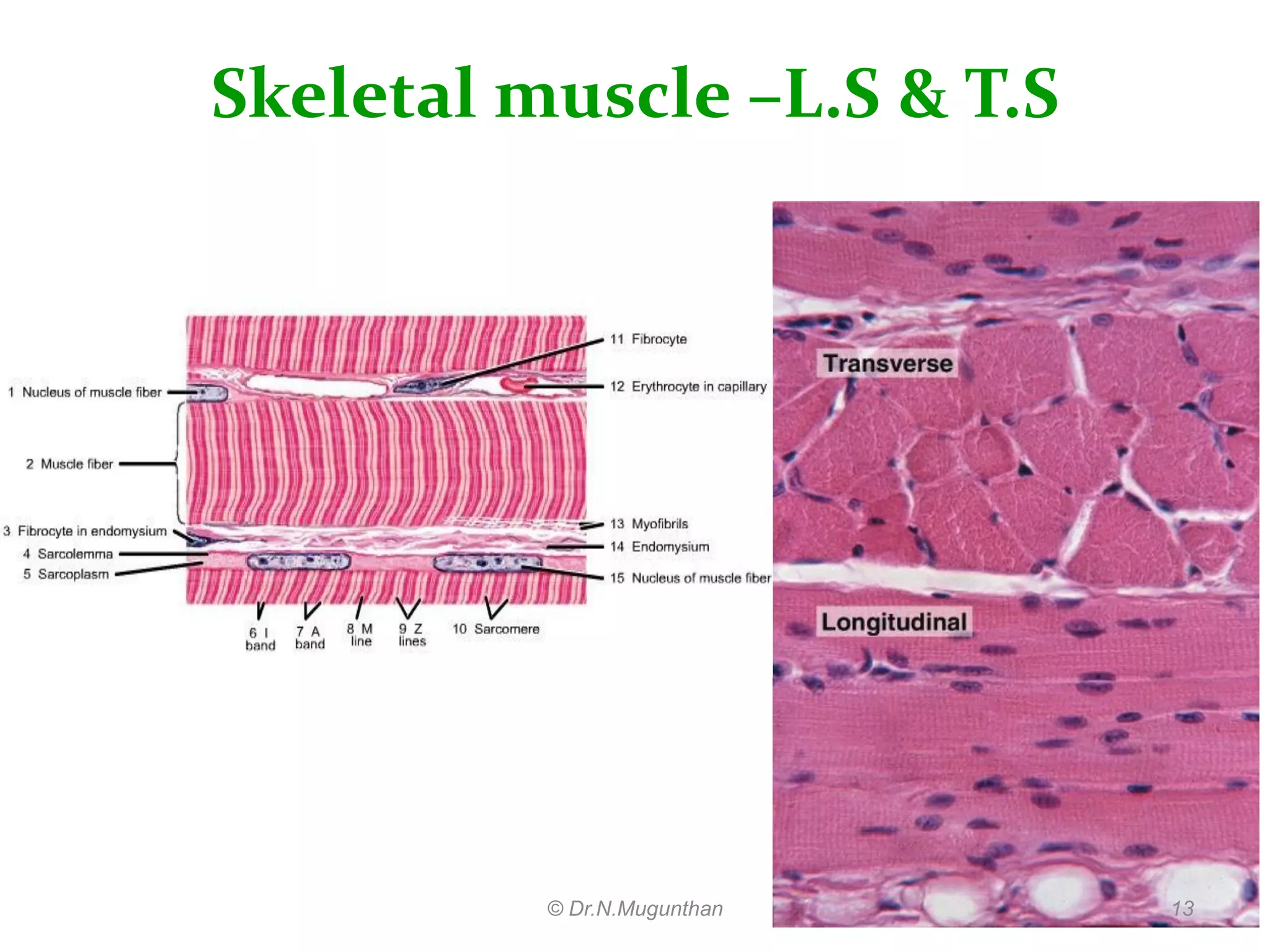 Histology of muscle pdf lecture notes by Dr.N.Mugunthan | PDF