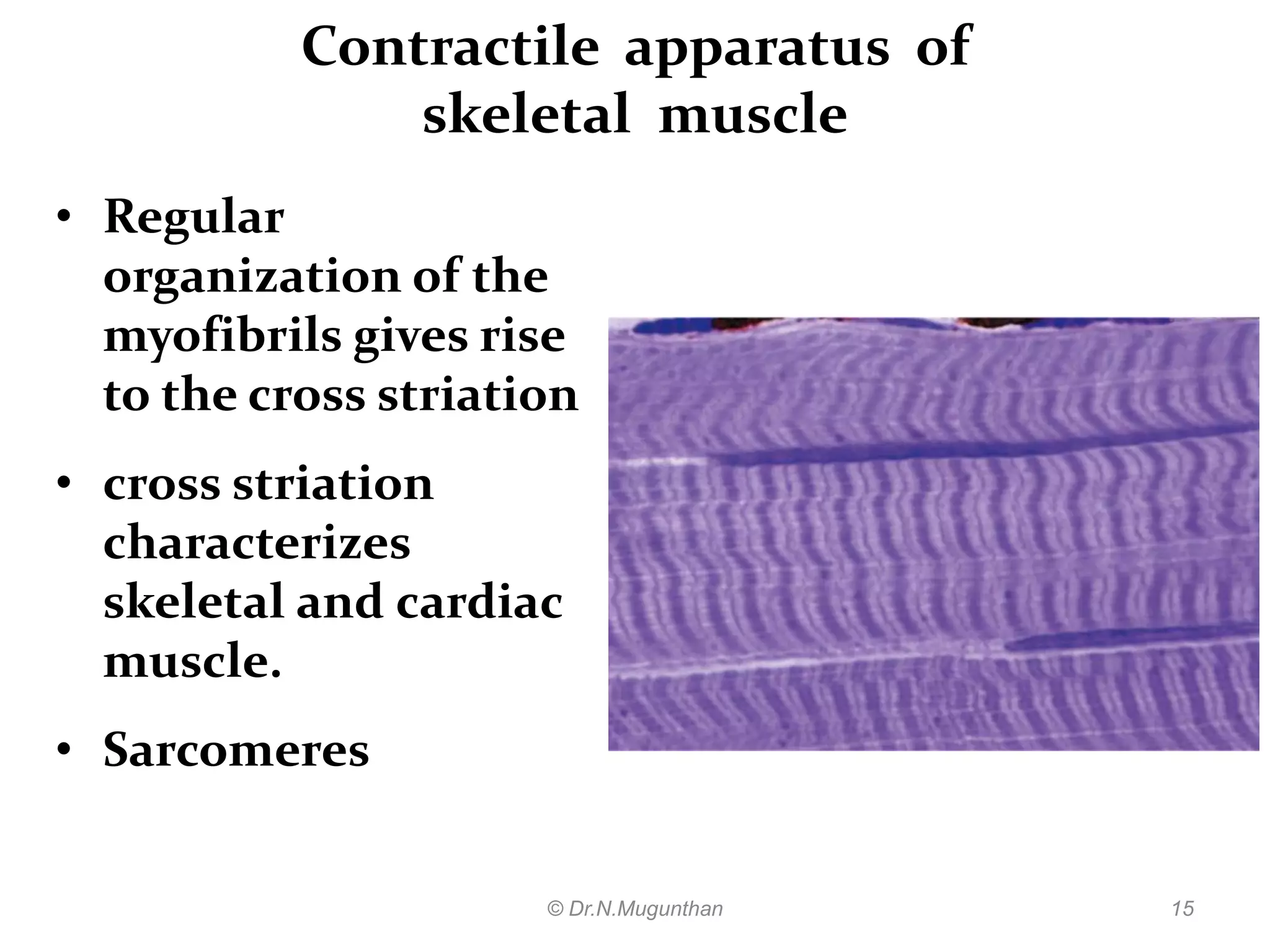 Histology of muscle pdf lecture notes by Dr.N.Mugunthan | PDF