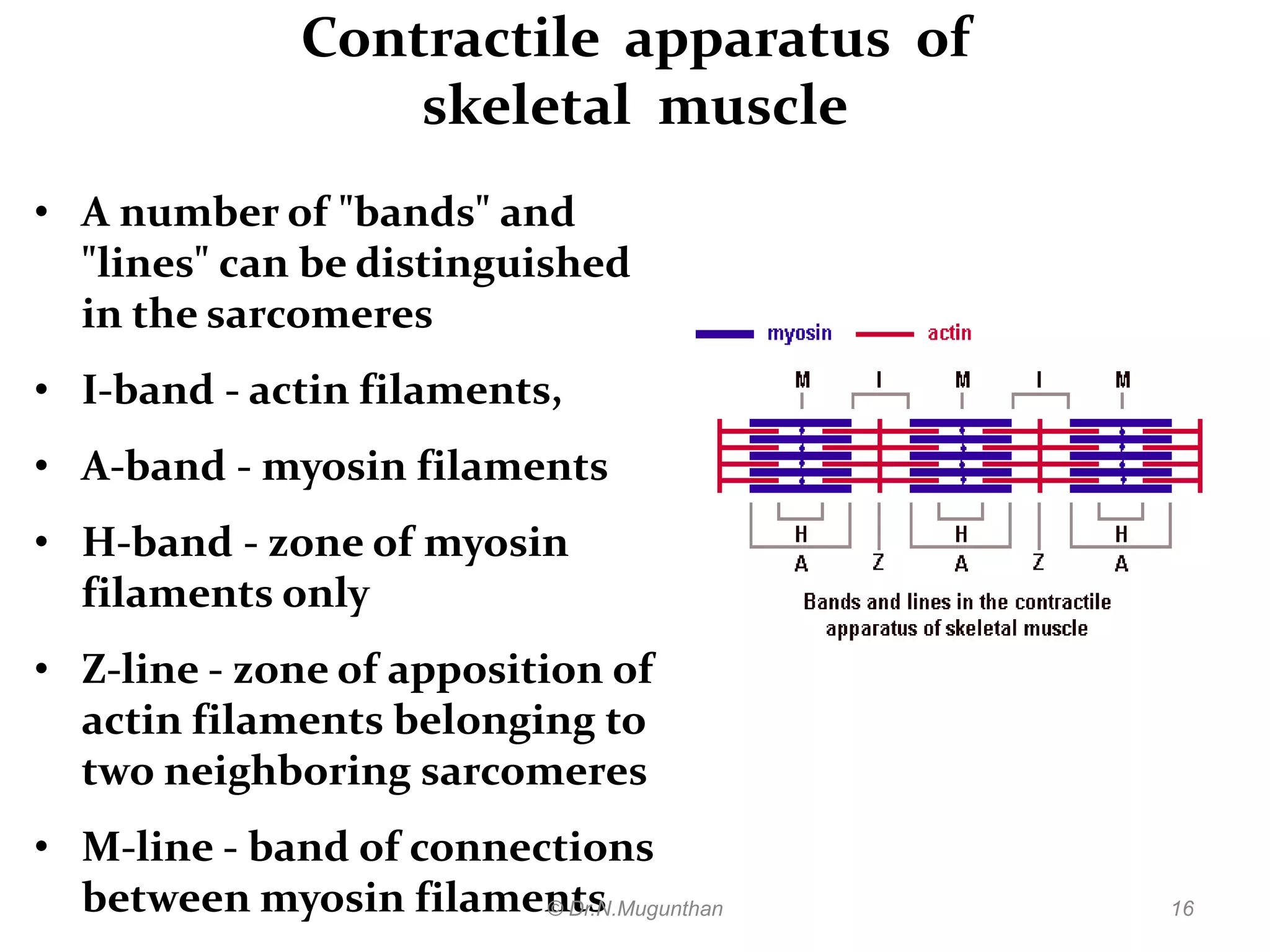 Histology of muscle pdf lecture notes by Dr.N.Mugunthan | PDF