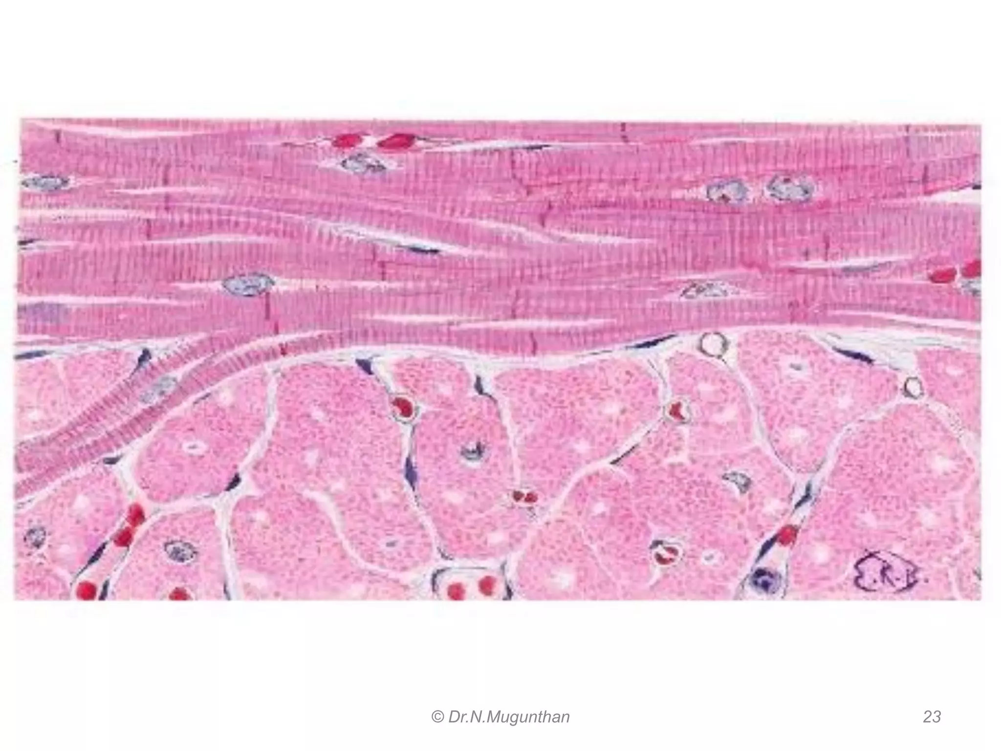 Histology of muscle pdf lecture notes by Dr.N.Mugunthan | PDF