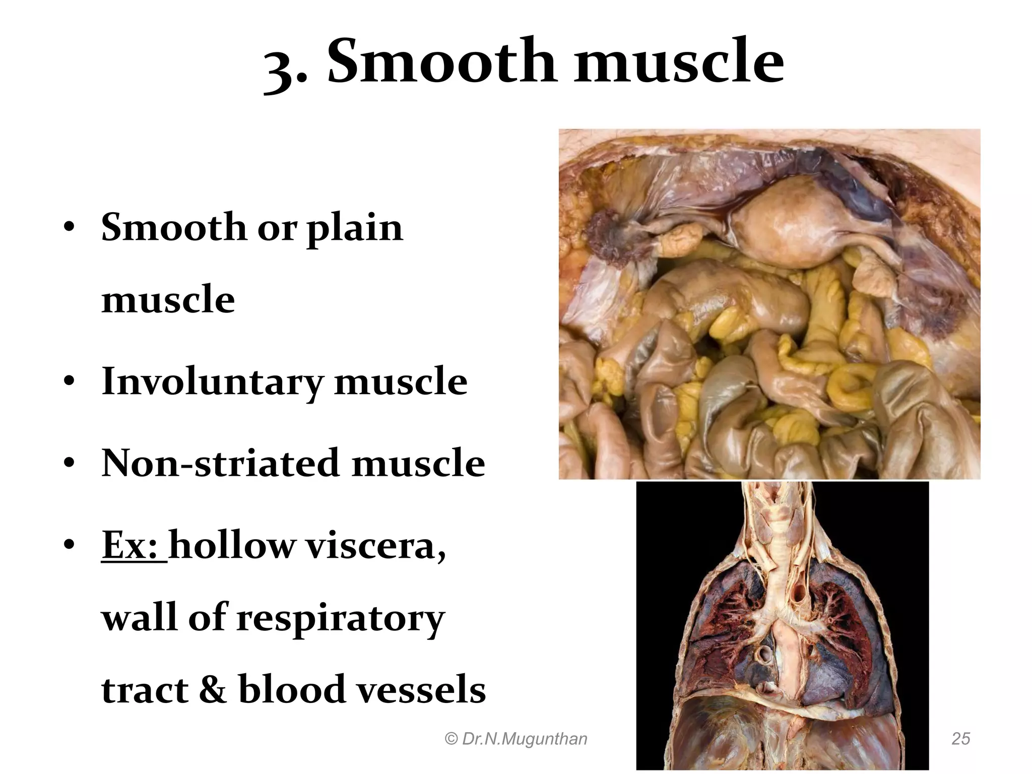 Histology of muscle pdf lecture notes by Dr.N.Mugunthan | PDF