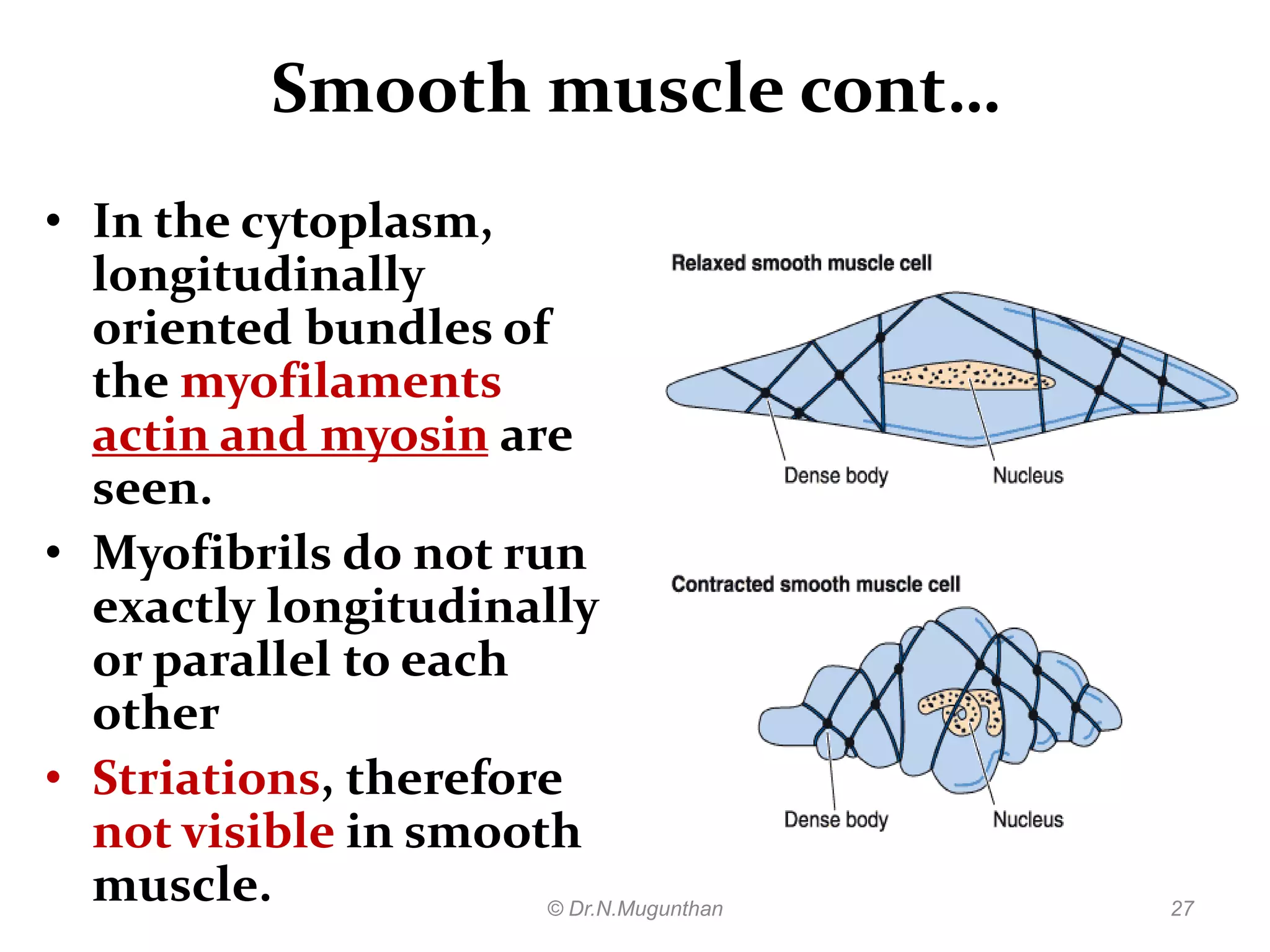 Histology of muscle pdf lecture notes by Dr.N.Mugunthan | PDF