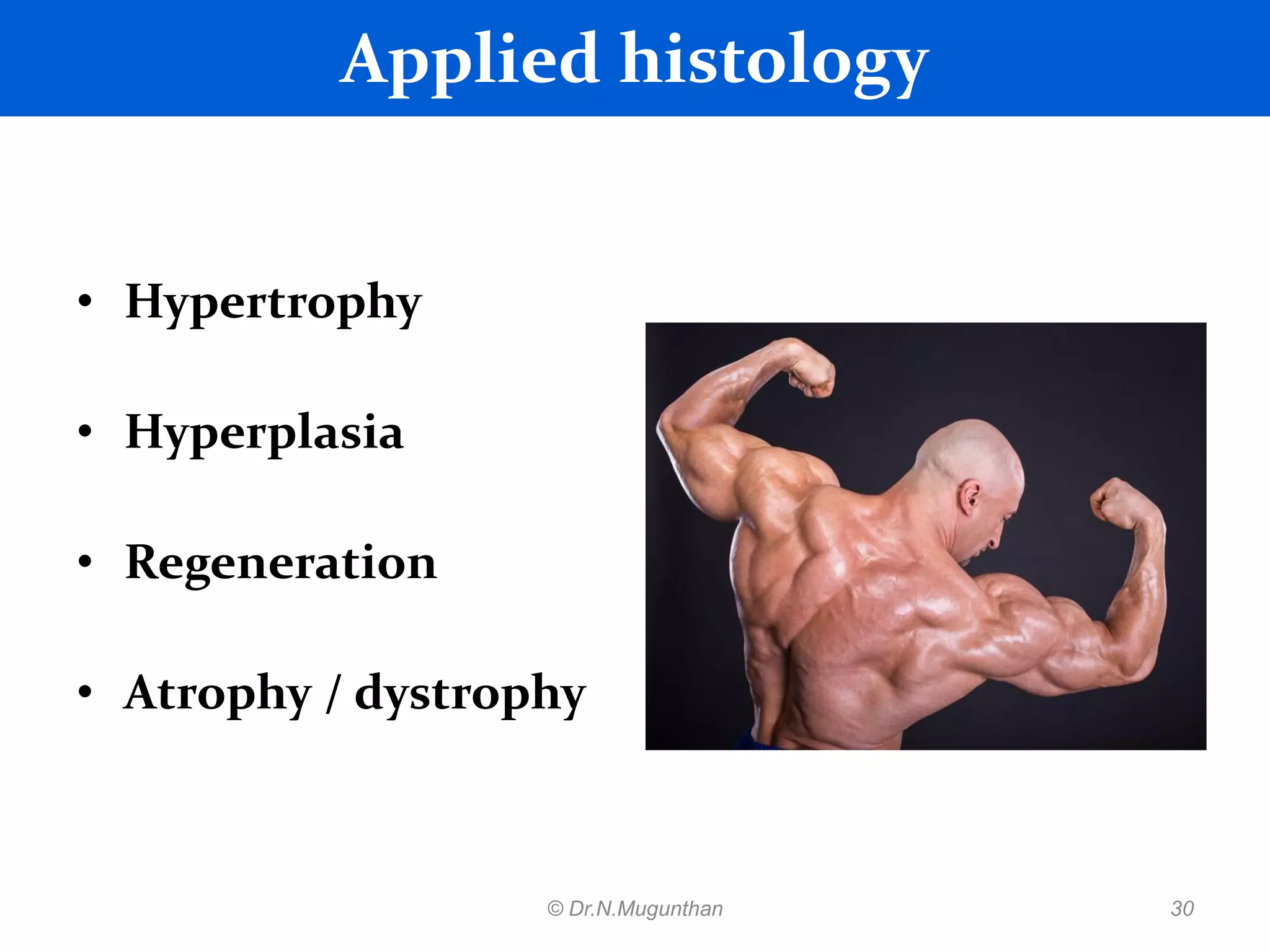Histology of muscle pdf lecture notes by Dr.N.Mugunthan | PDF