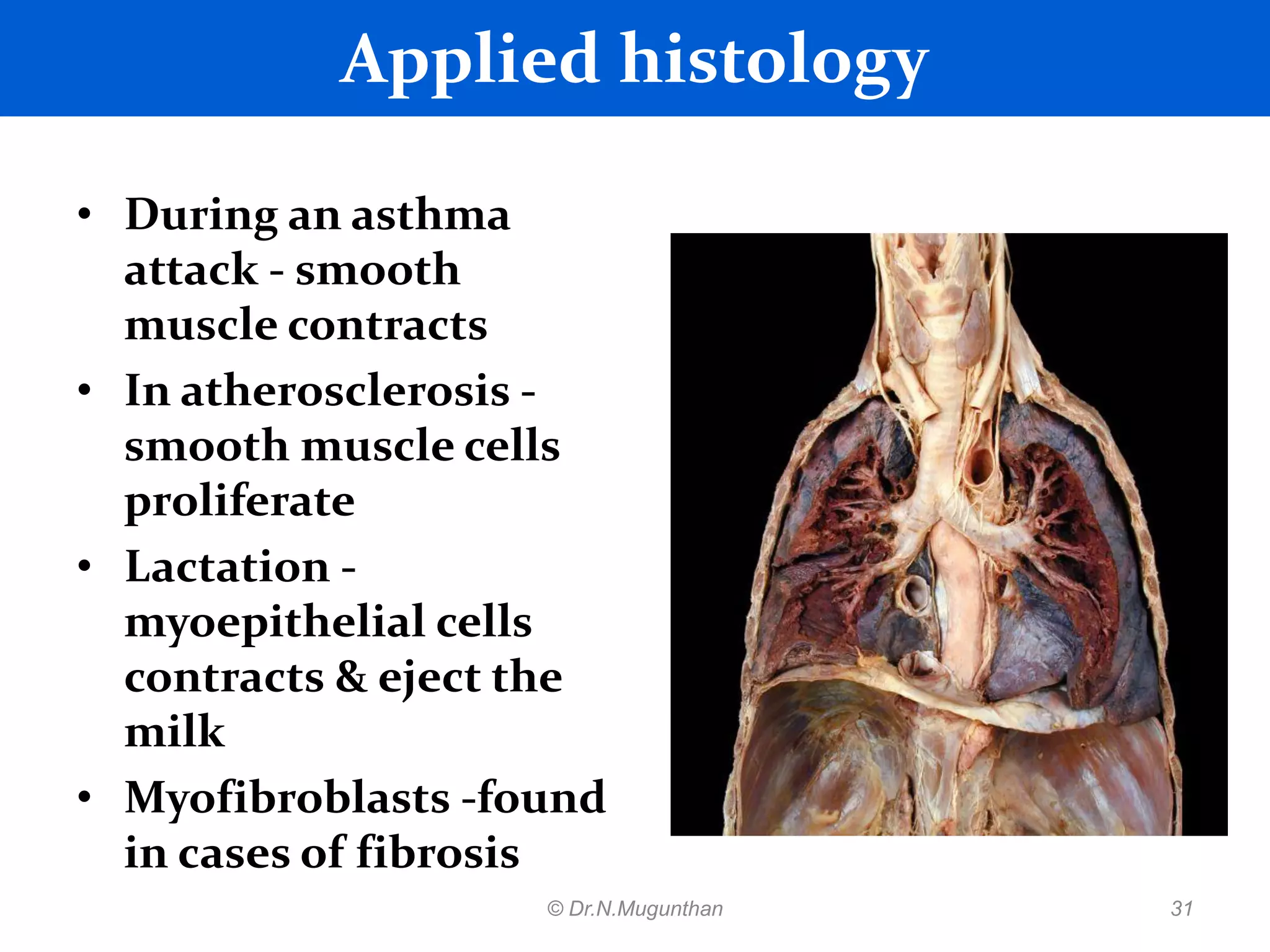 Histology of muscle pdf lecture notes by Dr.N.Mugunthan | PDF