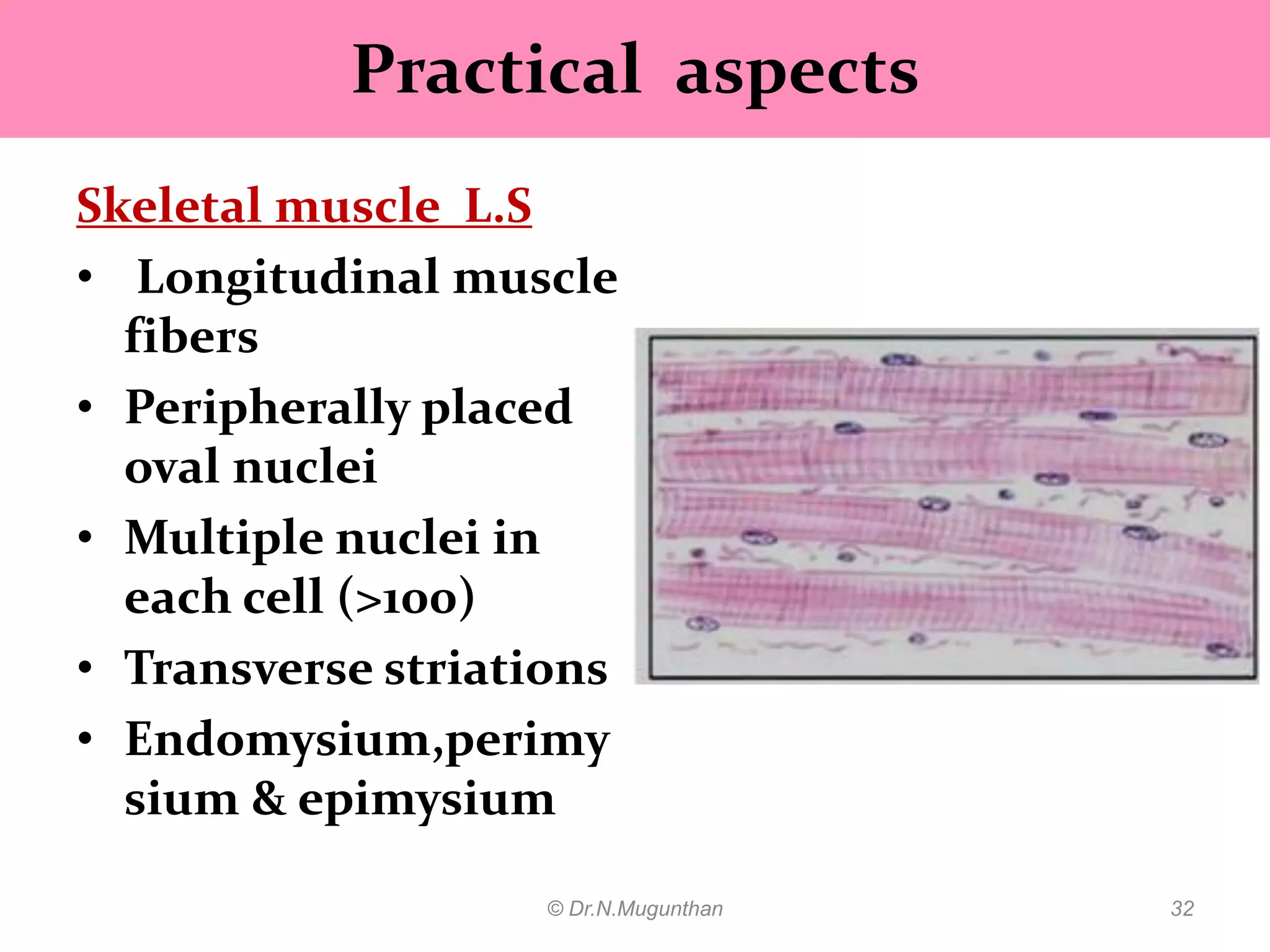 Histology of muscle pdf lecture notes by Dr.N.Mugunthan | PDF