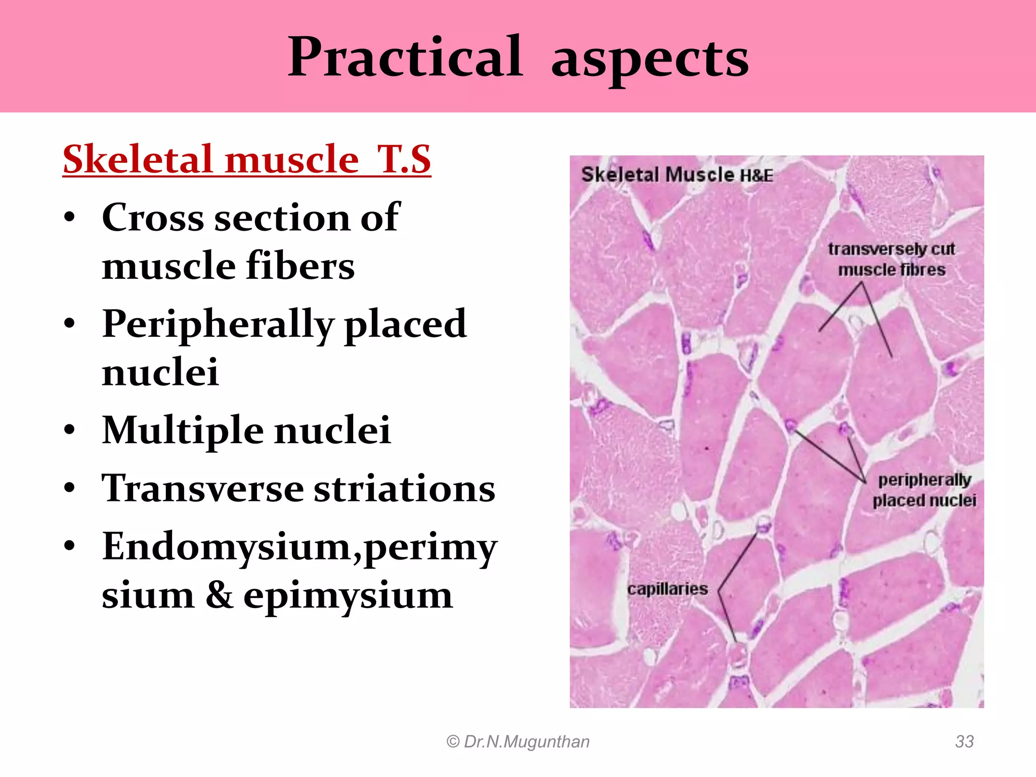 Histology of muscle pdf lecture notes by Dr.N.Mugunthan | PDF