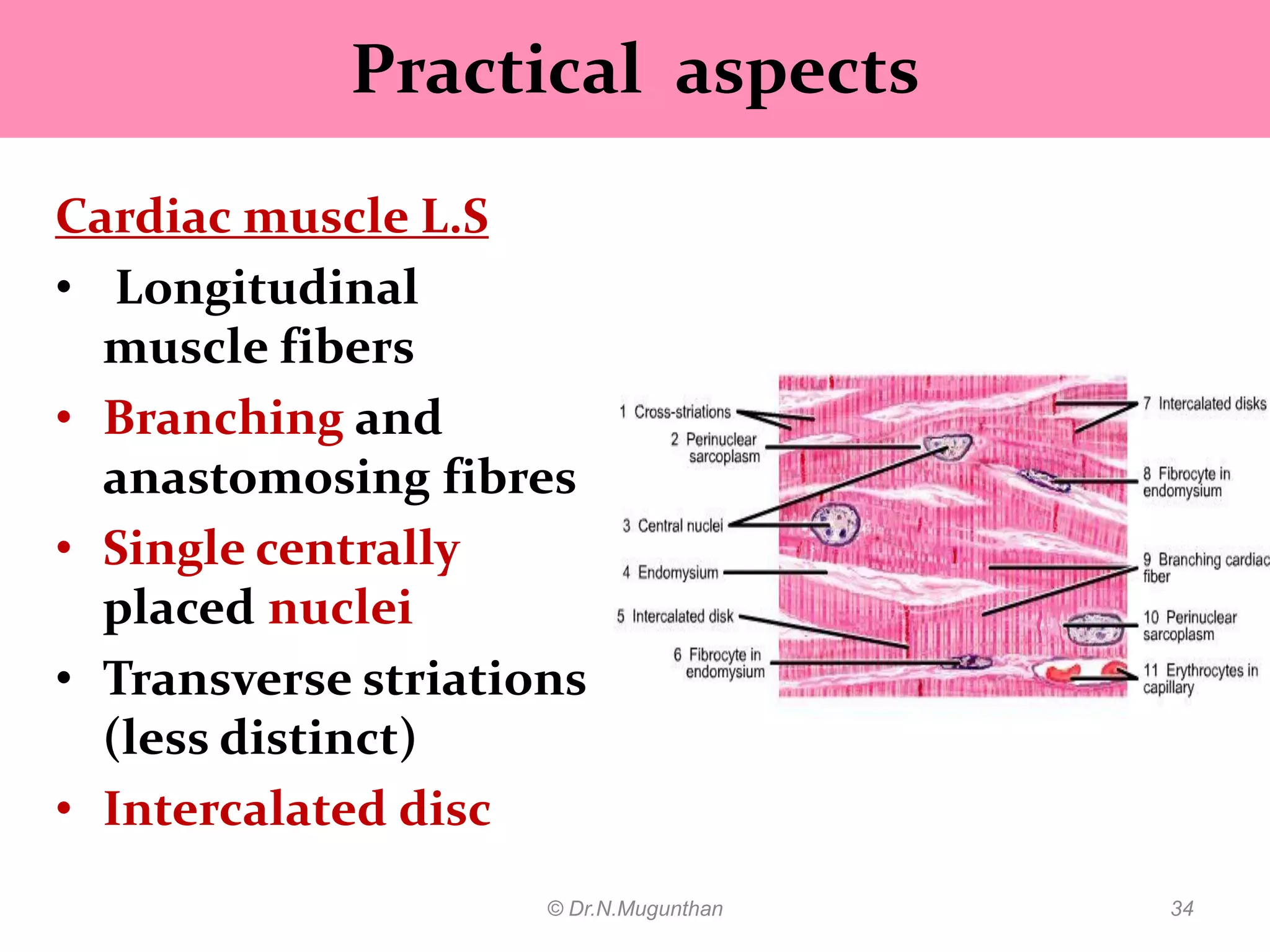 Histology of muscle pdf lecture notes by Dr.N.Mugunthan | PDF