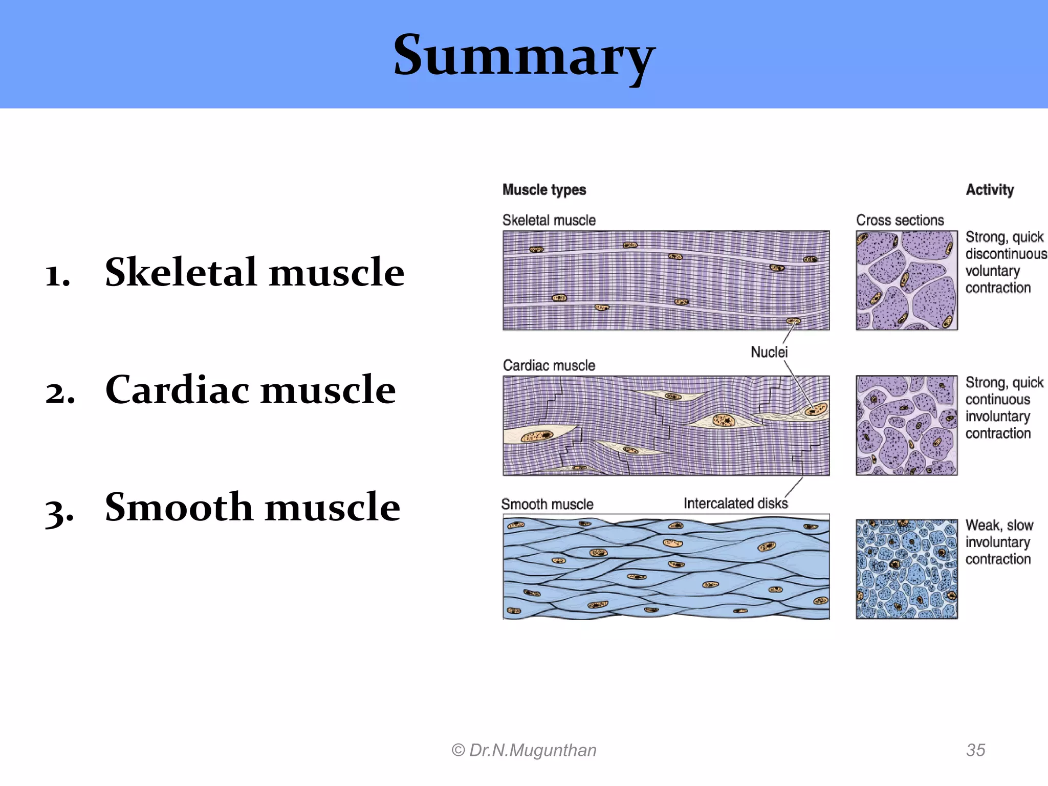 Histology of muscle pdf lecture notes by Dr.N.Mugunthan | PDF