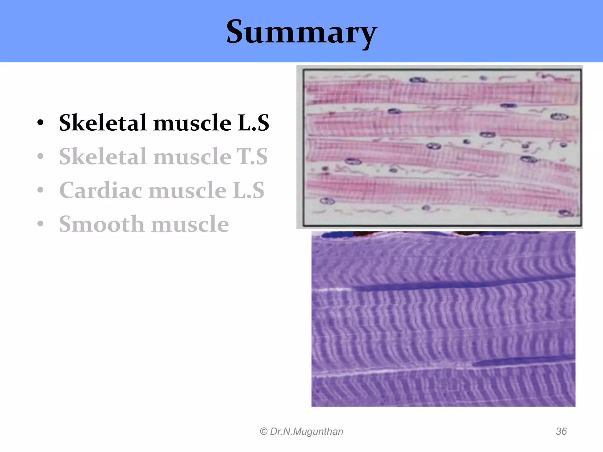 Histology of muscle pdf lecture notes by Dr.N.Mugunthan | PDF