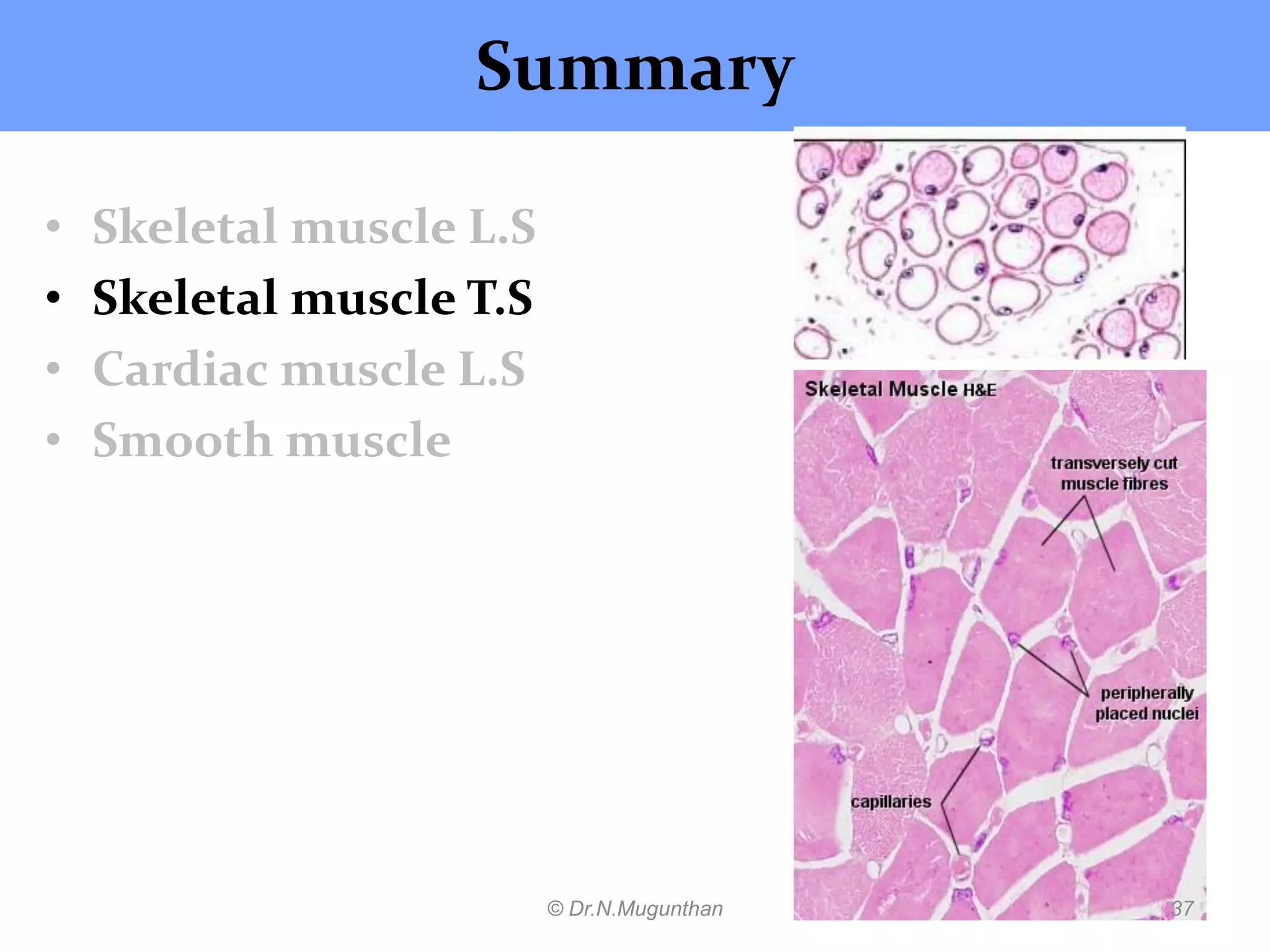 Histology of muscle pdf lecture notes by Dr.N.Mugunthan | PDF