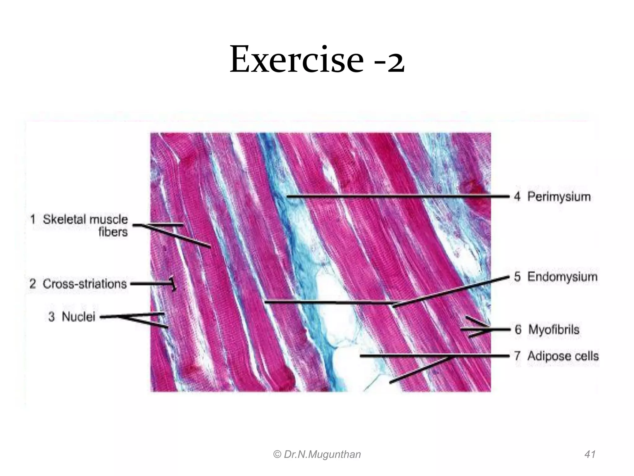 Histology of muscle pdf lecture notes by Dr.N.Mugunthan | PDF