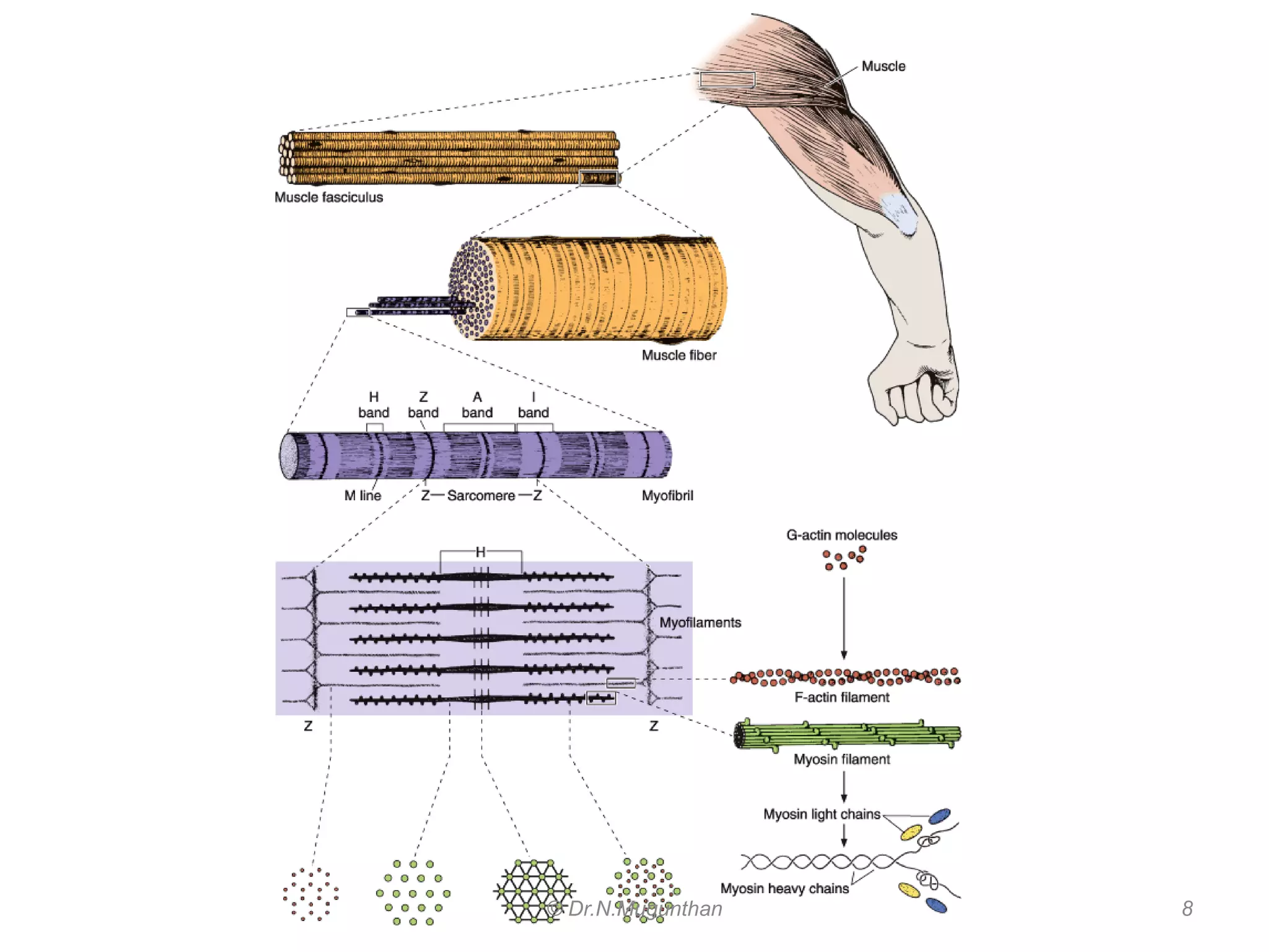 Histology of muscle pdf lecture notes by Dr.N.Mugunthan | PDF