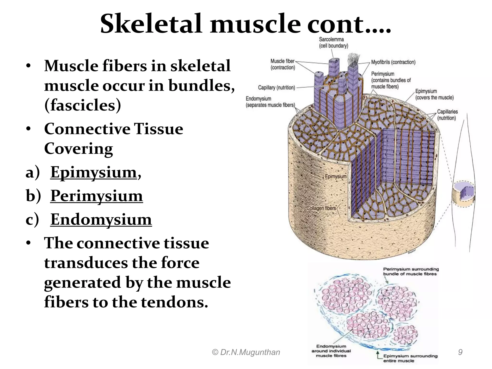 Histology of muscle pdf lecture notes by Dr.N.Mugunthan | PDF