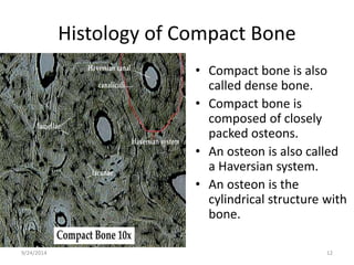 Histology of muscle, cartilage and bone | PPTX