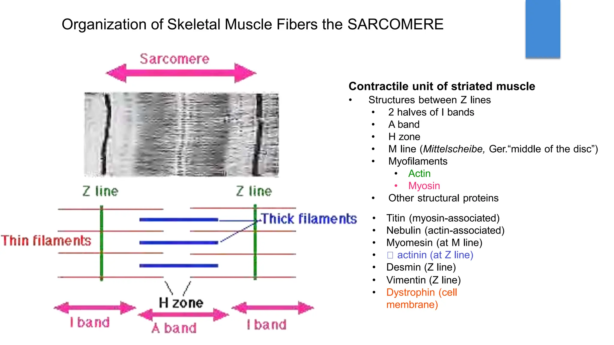 Histology of Muscles by Dr. Rabia I. Gandapore.pptx