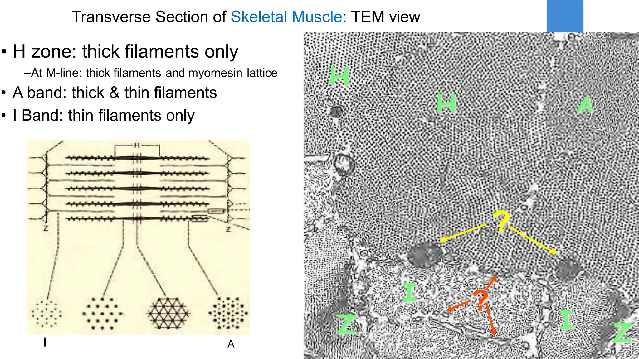 Histology of Muscles by Dr. Rabia I. Gandapore.pptx