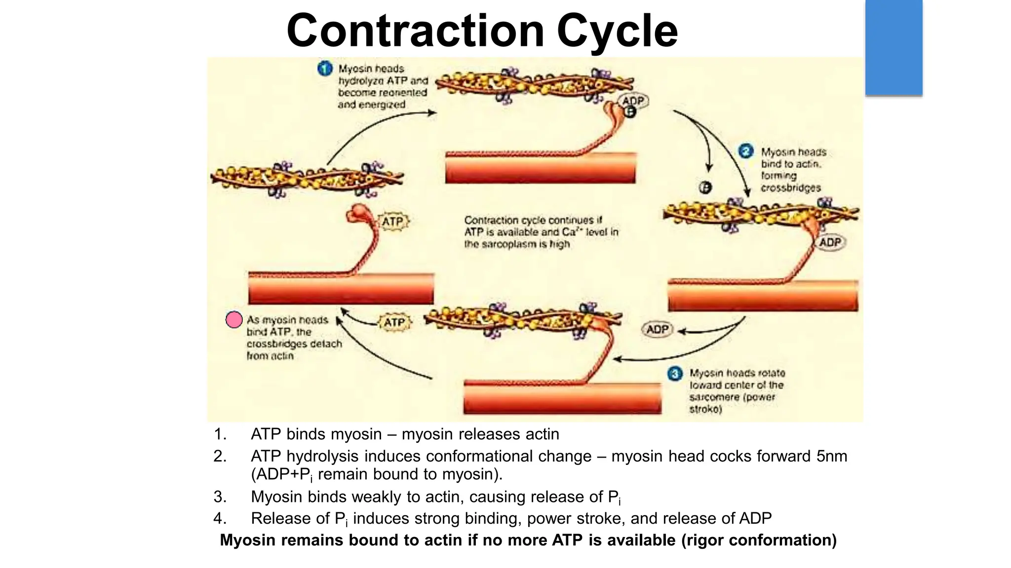 Histology of Muscles by Dr. Rabia I. Gandapore.pptx