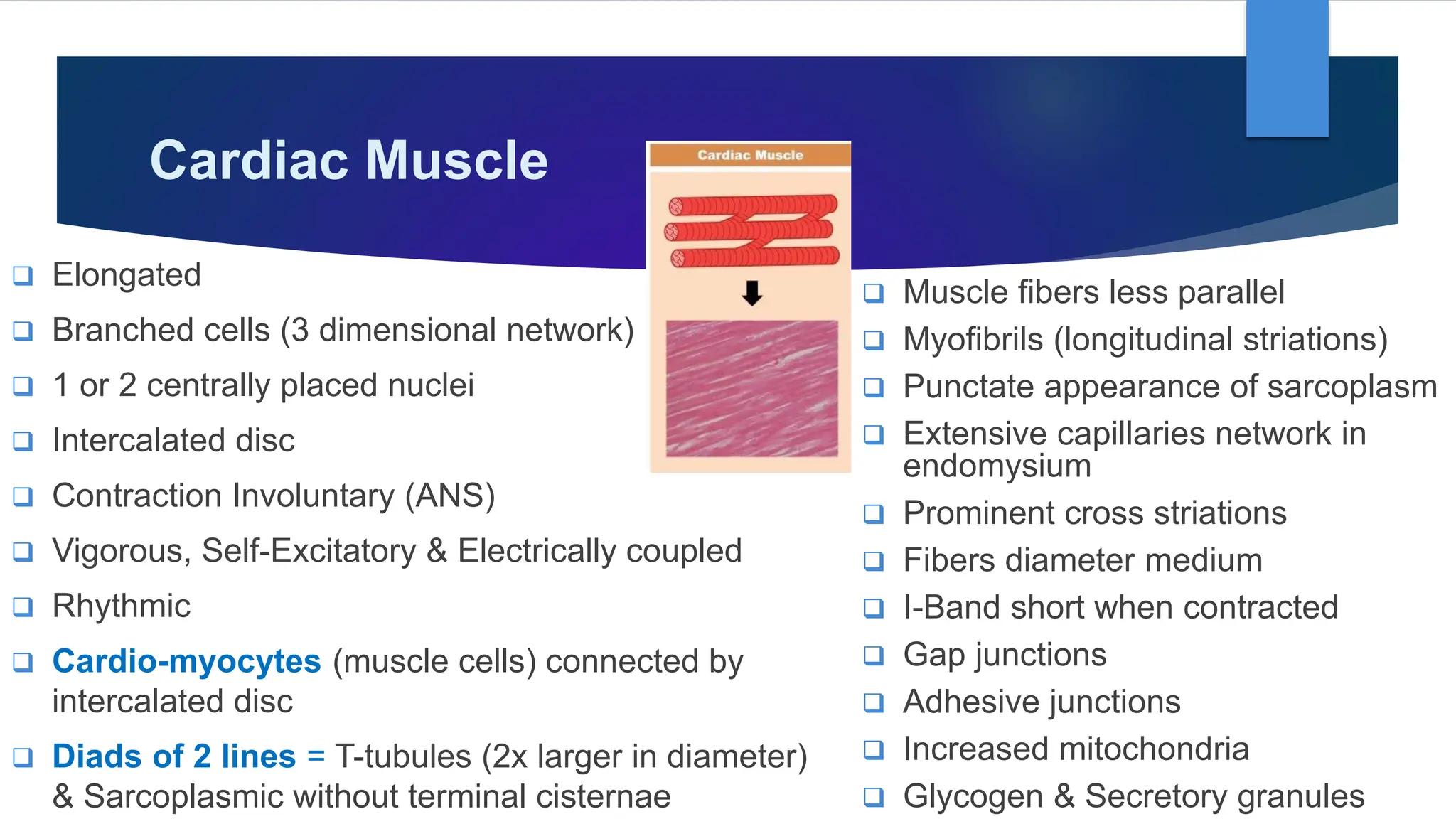 Histology of Muscles by Dr. Rabia I. Gandapore.pptx
