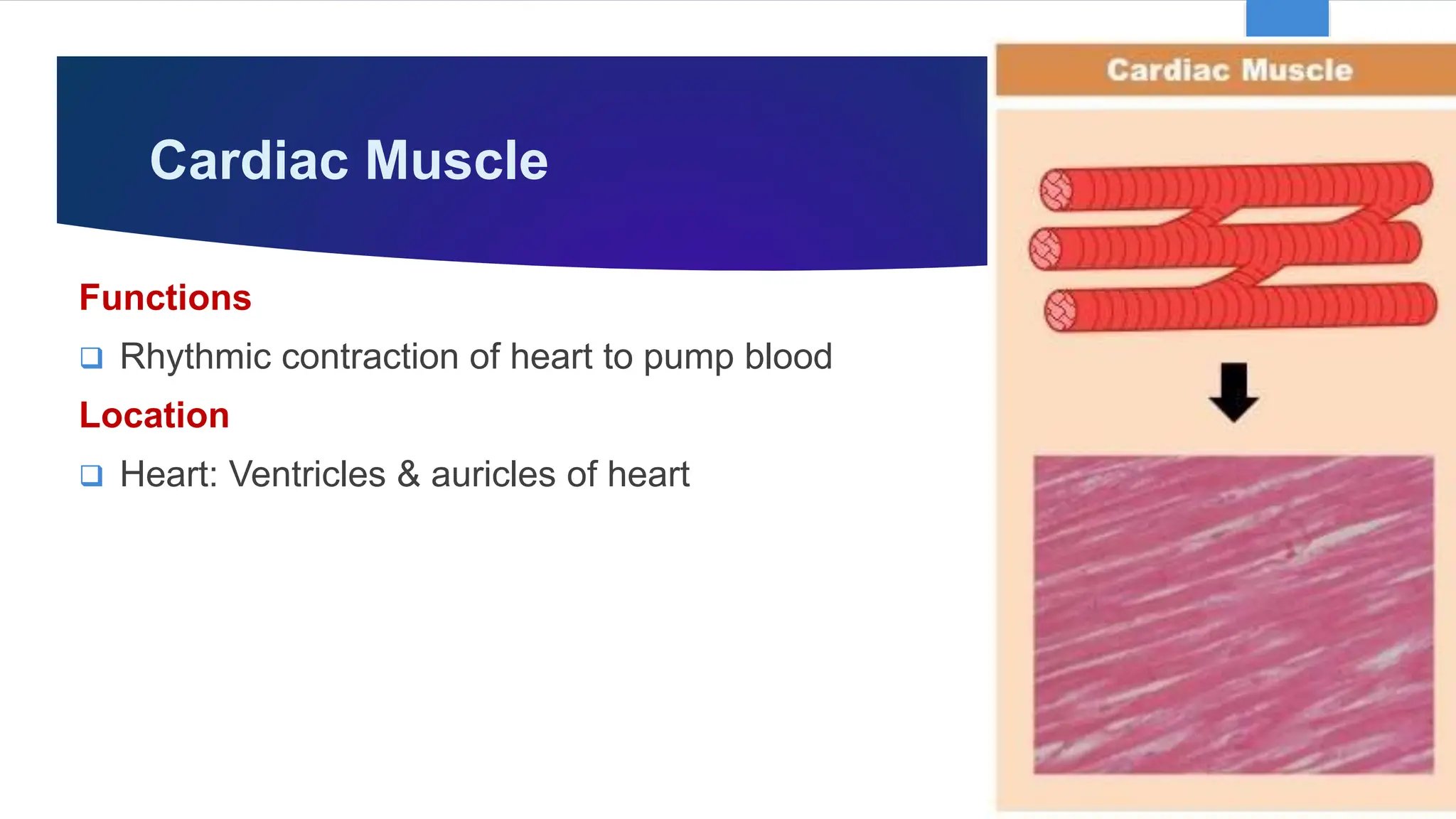Histology of Muscles by Dr. Rabia I. Gandapore.pptx
