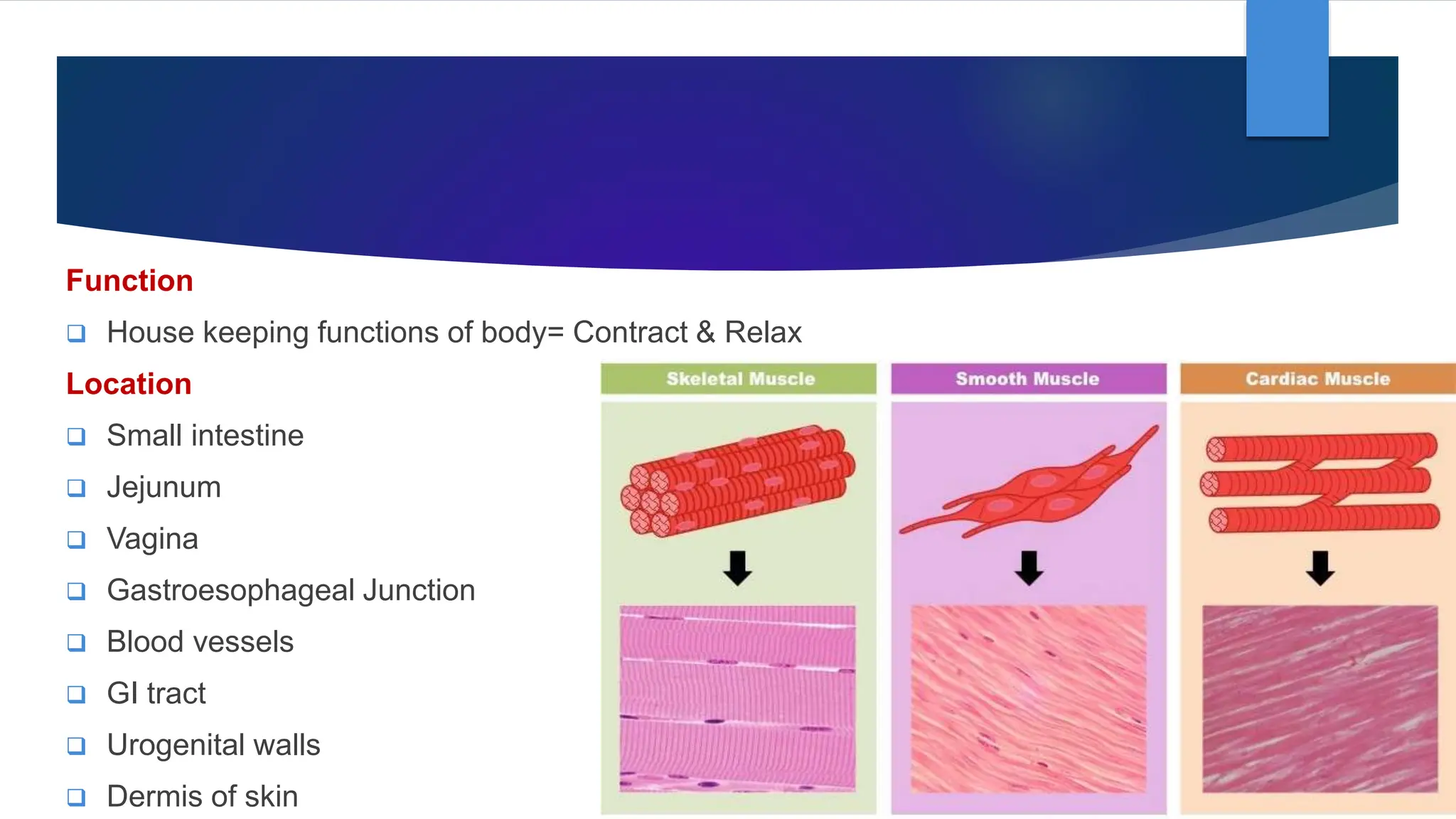Histology of Muscles by Dr. Rabia I. Gandapore.pptx