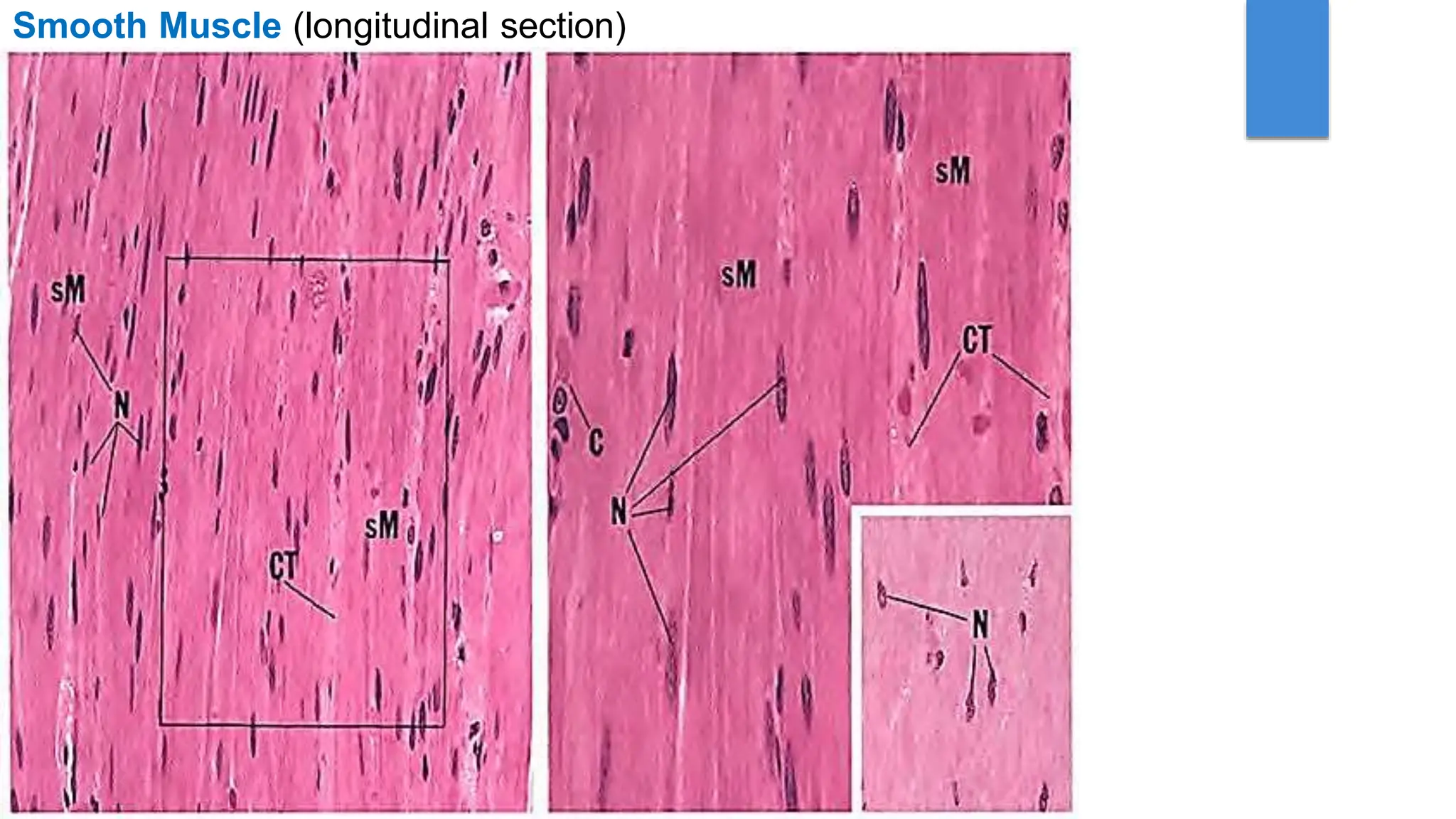 Histology of Muscles by Dr. Rabia I. Gandapore.pptx