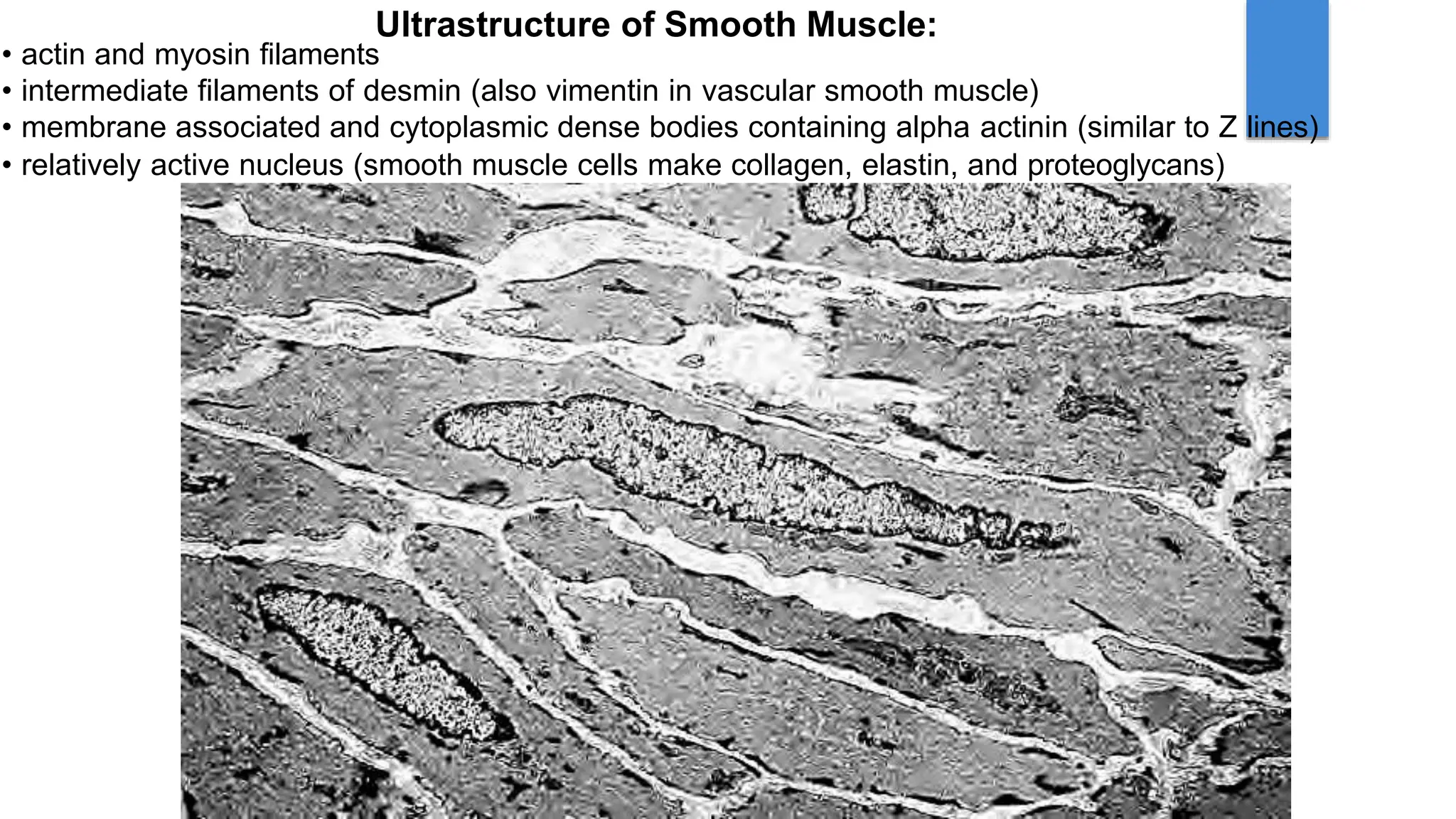 Histology of Muscles by Dr. Rabia I. Gandapore.pptx