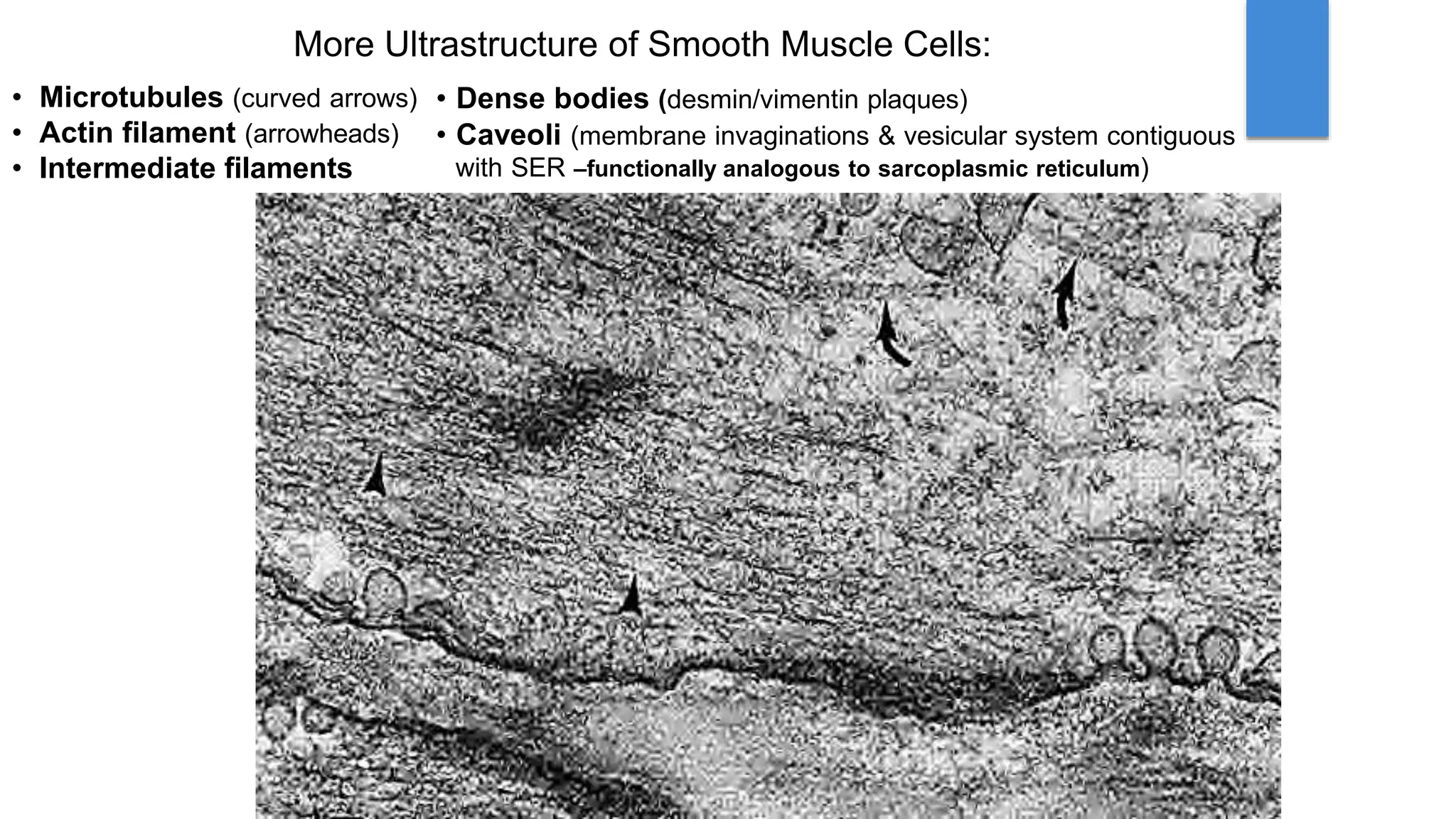 Histology of Muscles by Dr. Rabia I. Gandapore.pptx