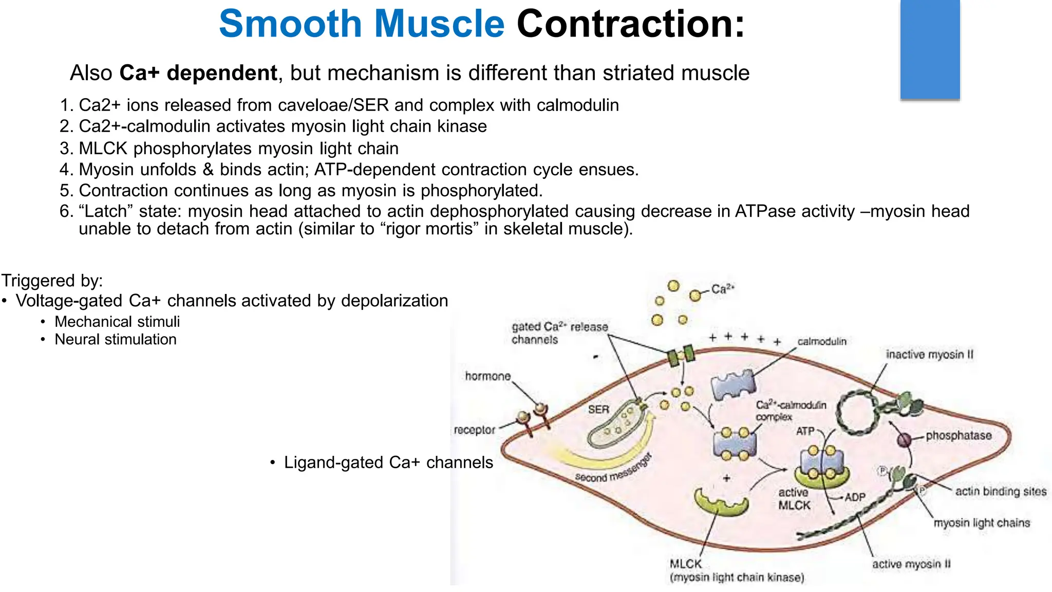 Histology of Muscles by Dr. Rabia I. Gandapore.pptx