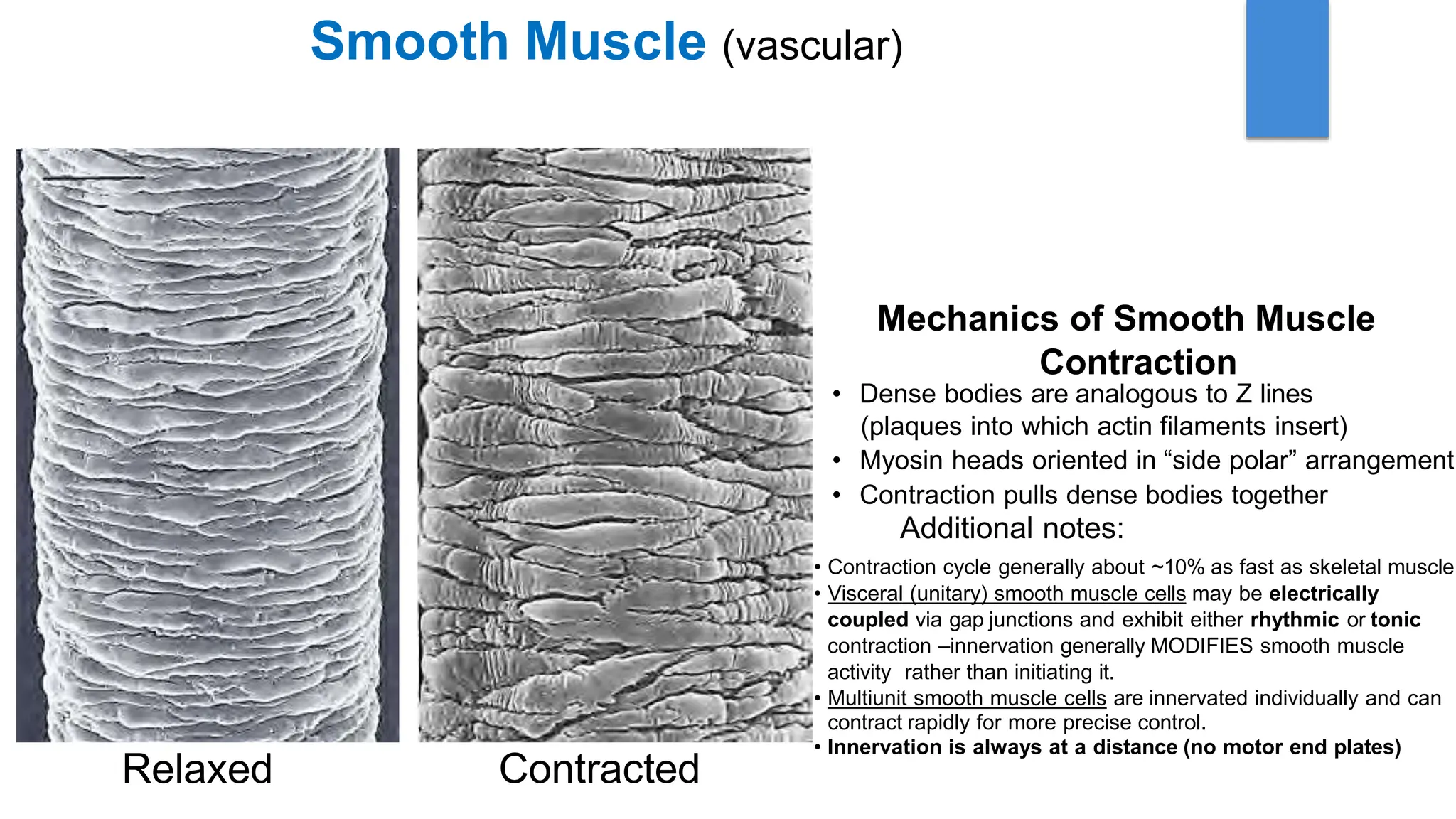 Histology of Muscles by Dr. Rabia I. Gandapore.pptx