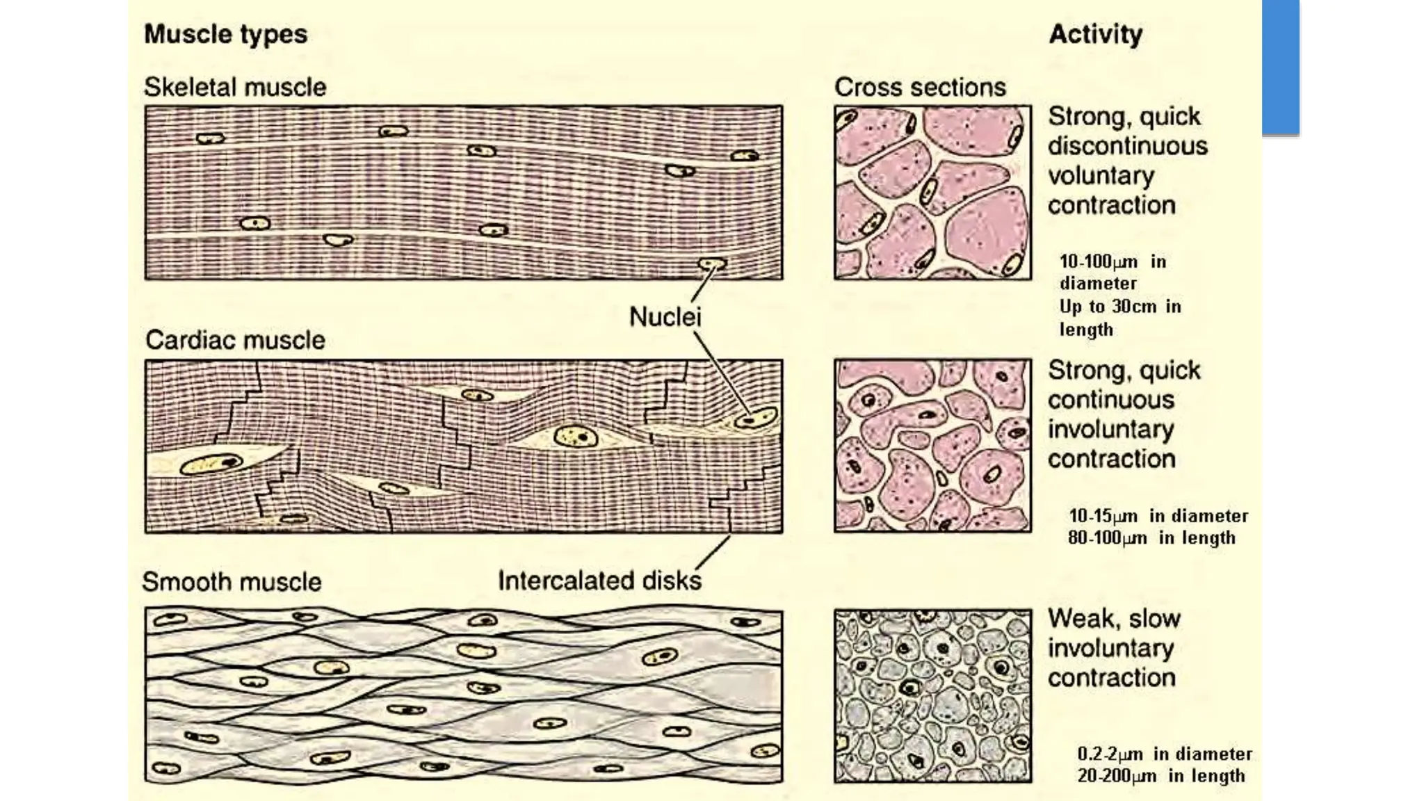 Histology of Muscles by Dr. Rabia I. Gandapore.pptx
