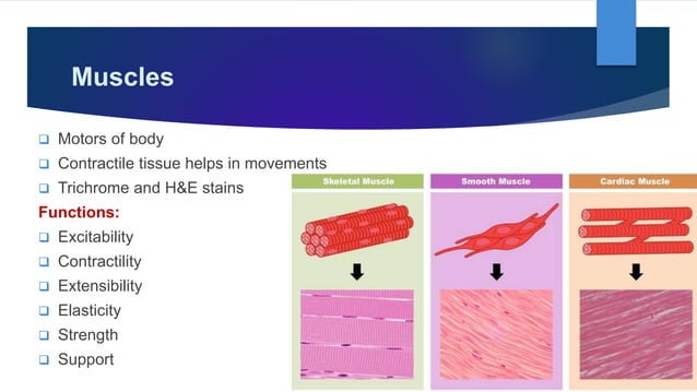 Histology of Muscles by Dr. Rabia I. Gandapore.pptx