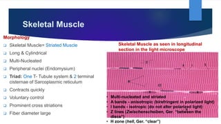 Histology of Muscles by Dr. Rabia I. Gandapore.pptx