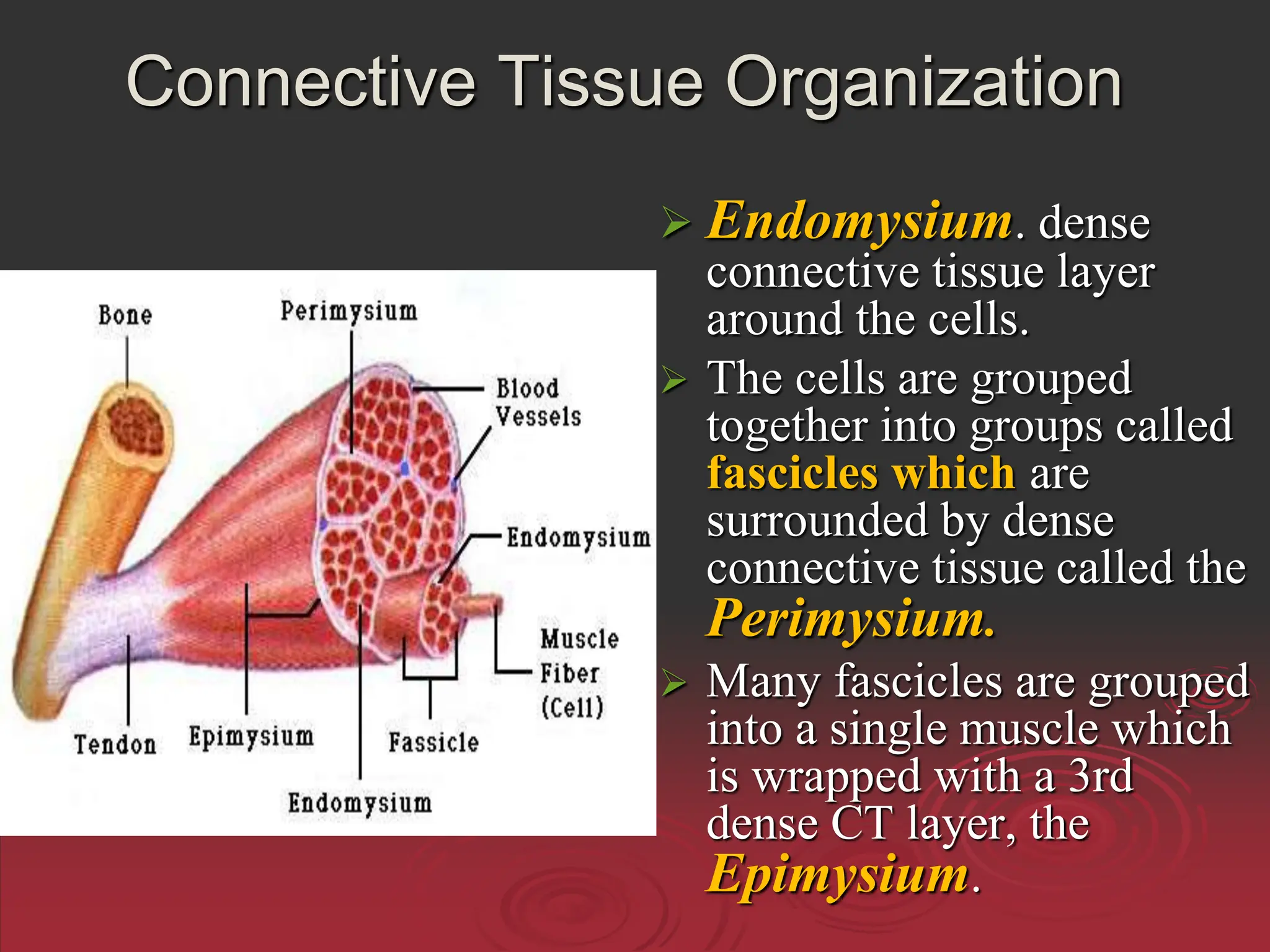 Histology of Muscle types histology o.ppt