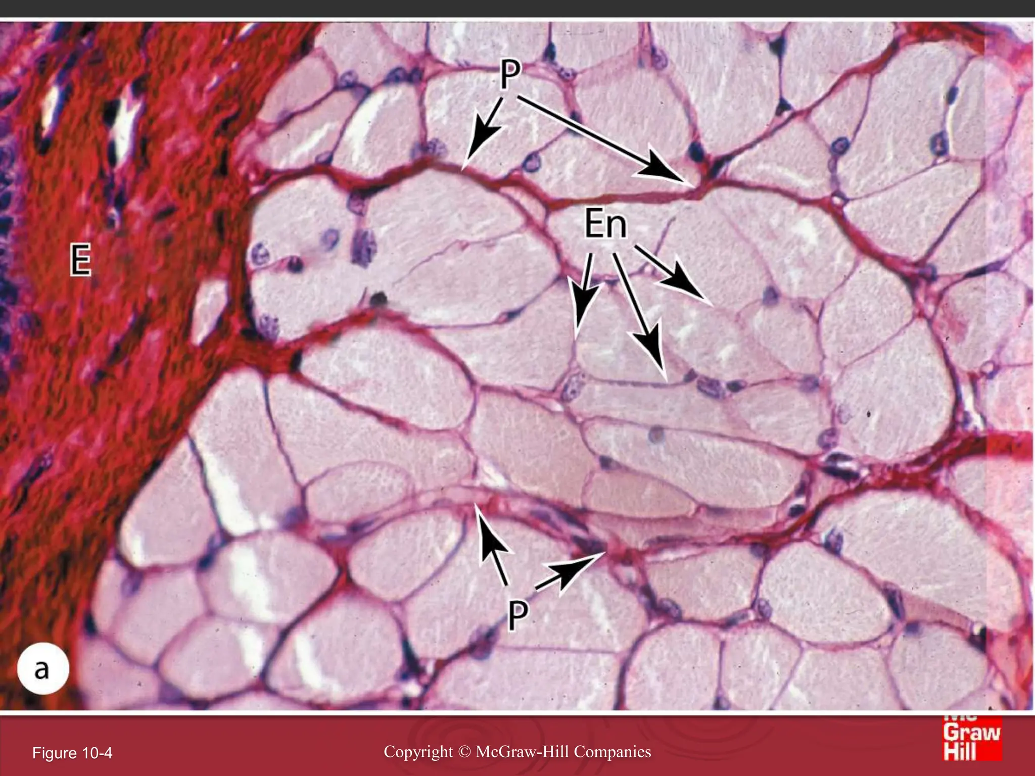 Histology of Muscle types histology o.ppt