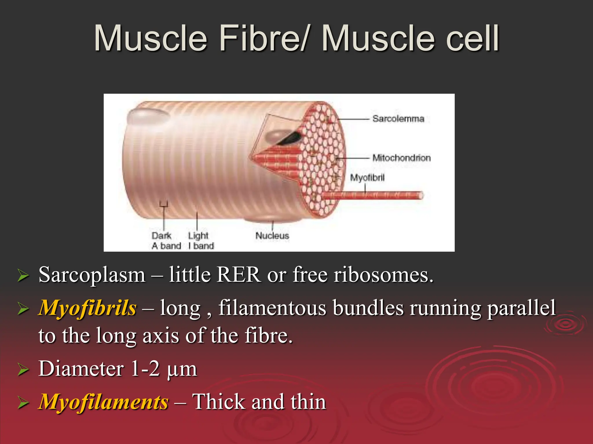 Histology of Muscle types histology o.ppt