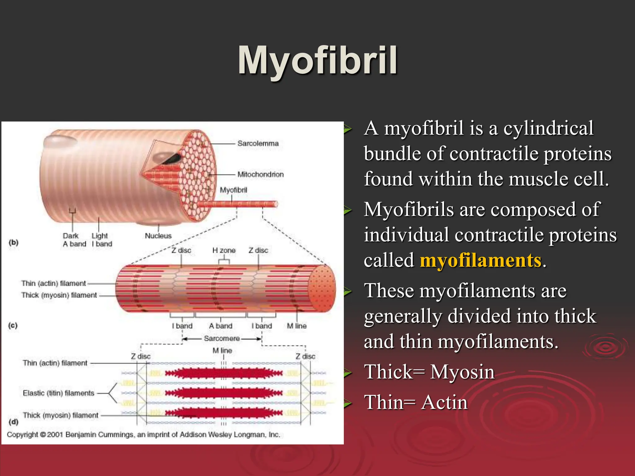 Histology of Muscle types histology o.ppt