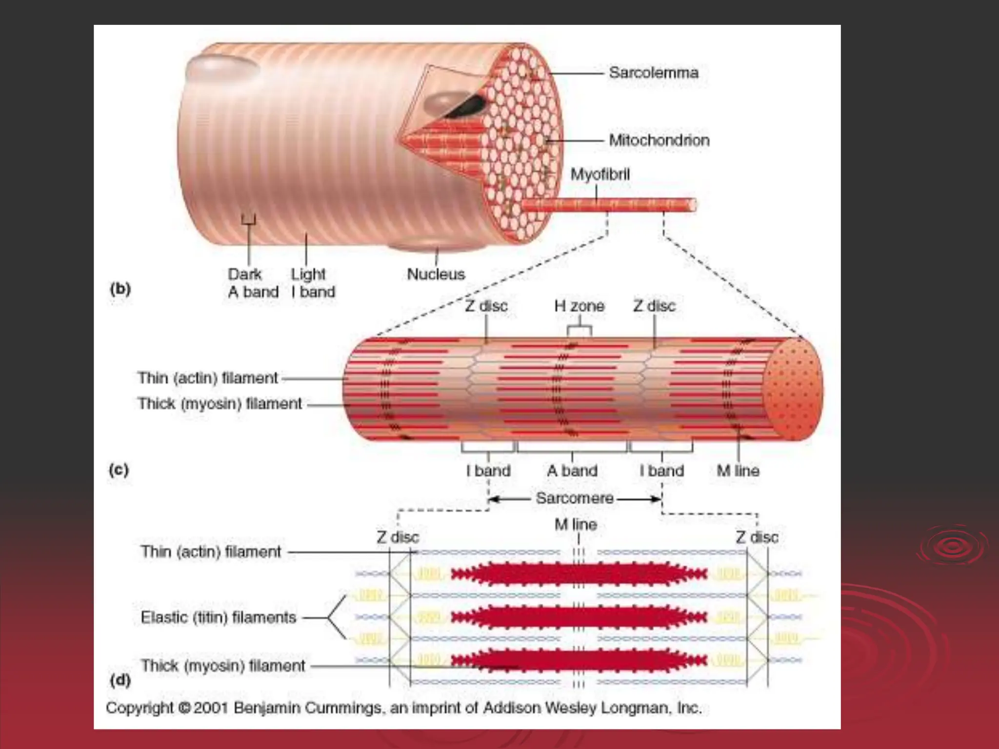 Histology of Muscle types histology o.ppt