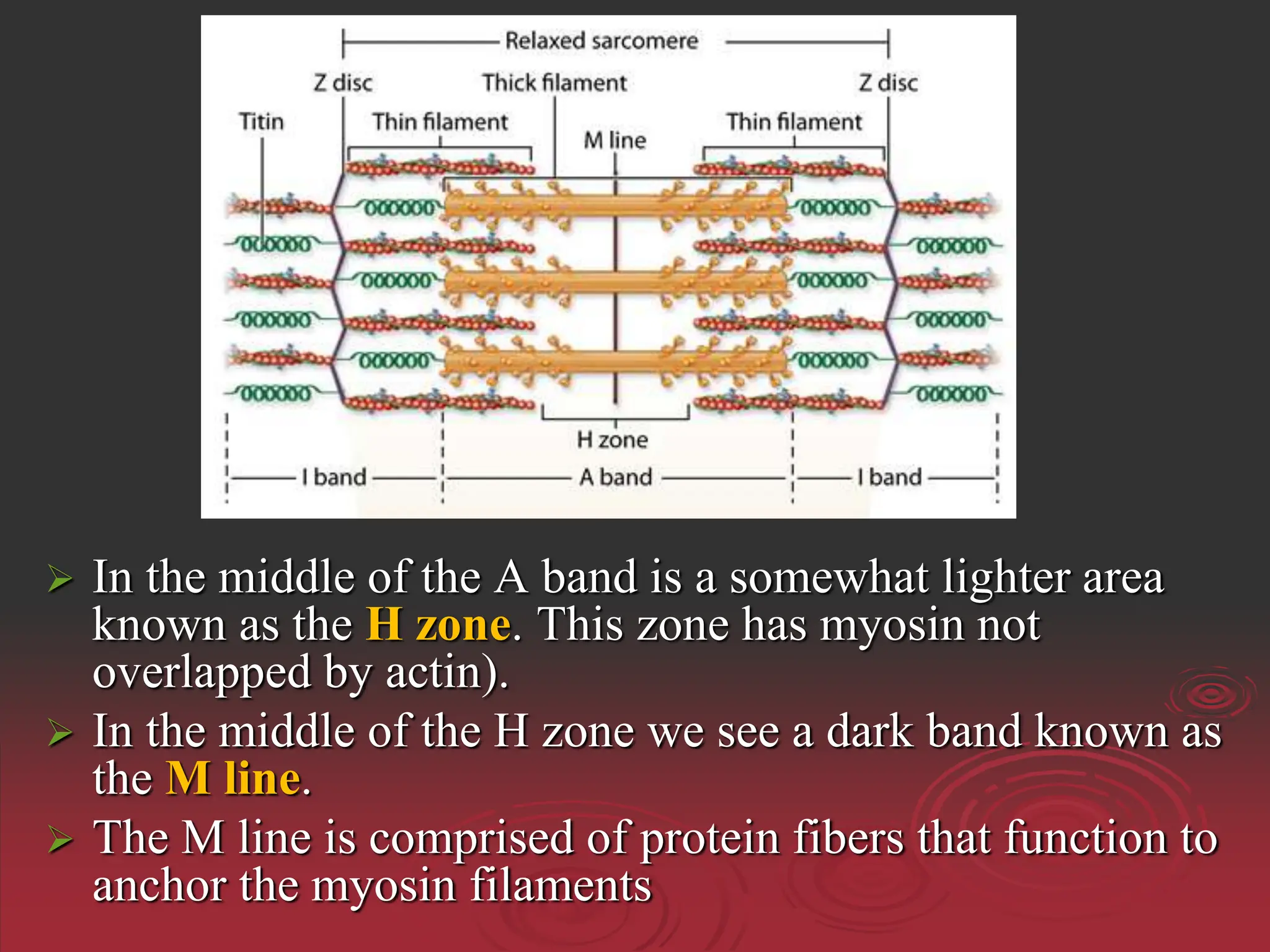Histology of Muscle types histology o.ppt