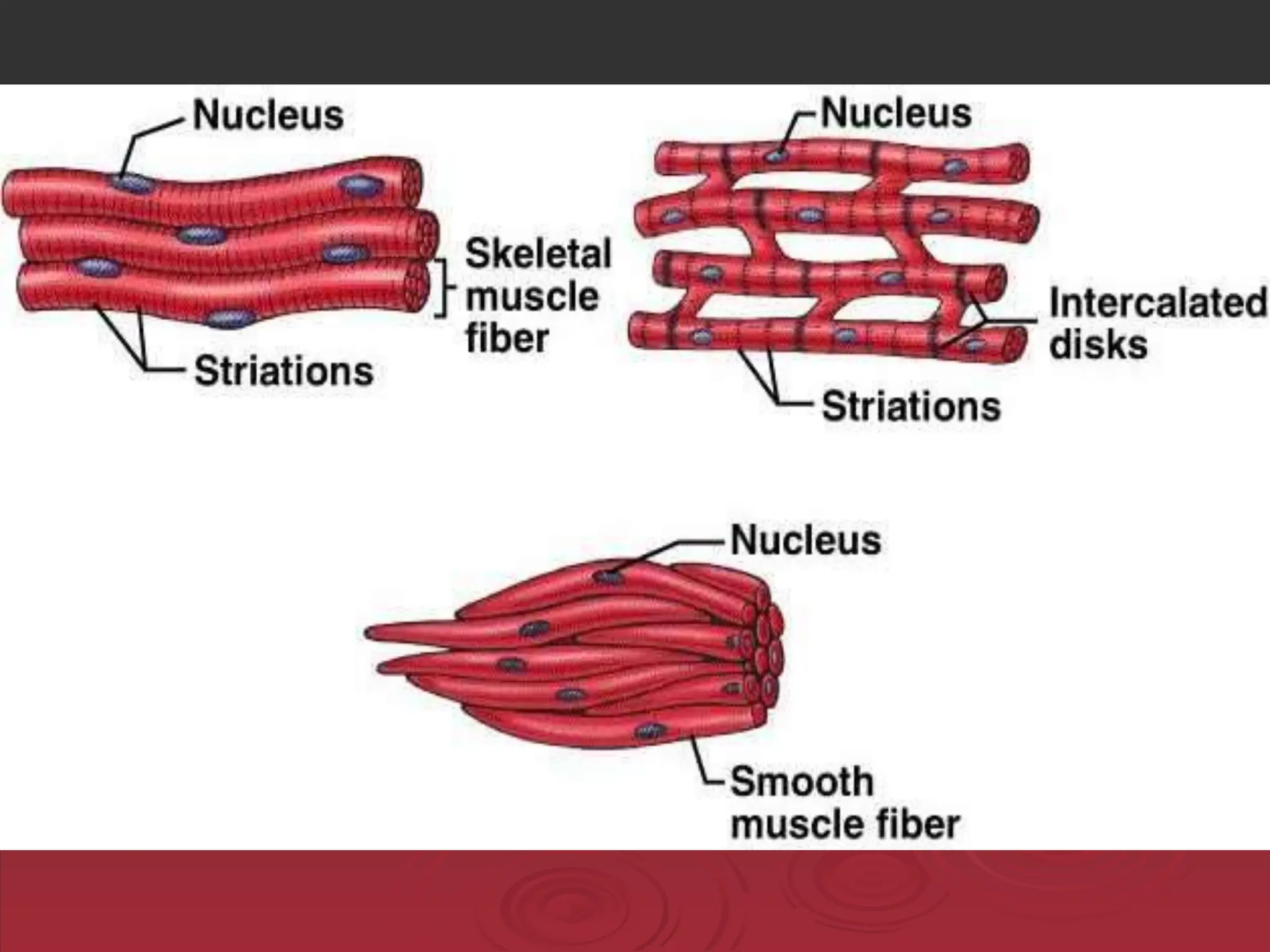 Histology of Muscle types histology o.ppt
