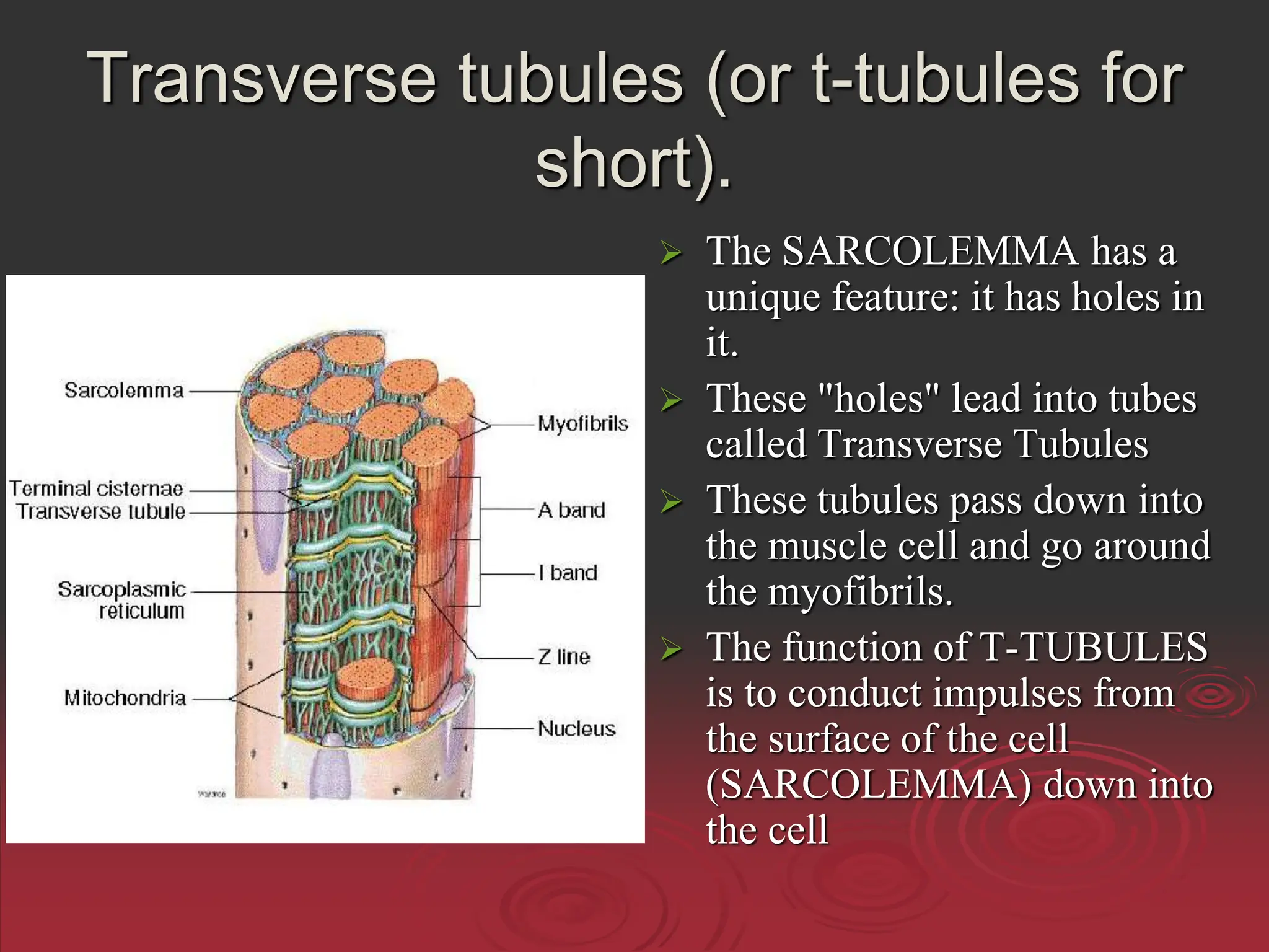 Histology of Muscle types histology o.ppt
