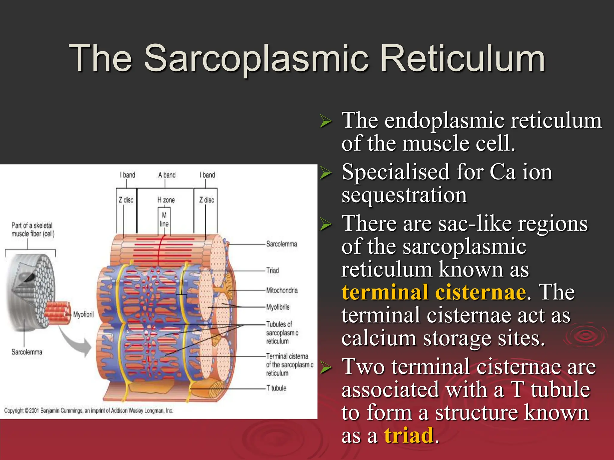 Histology of Muscle types histology o.ppt