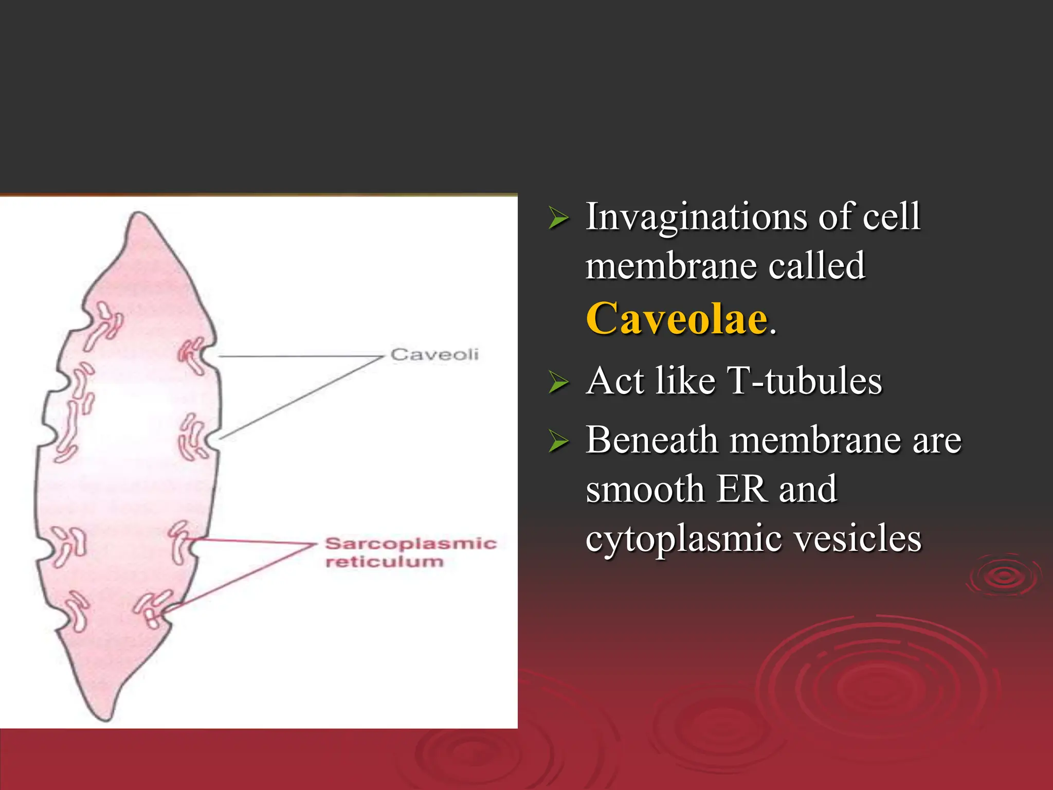 Histology of Muscle types histology o.ppt