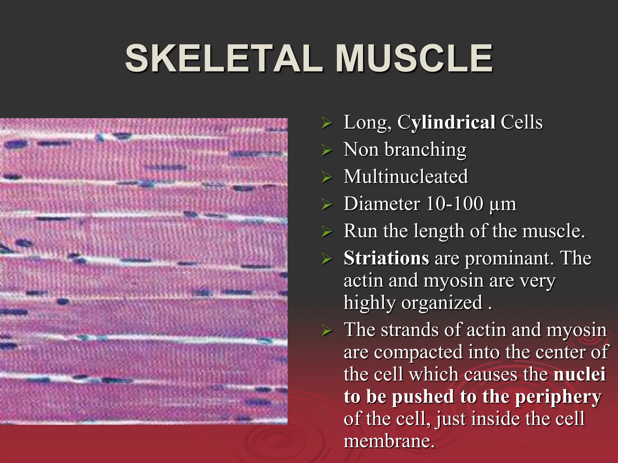 Histology of Muscle types histology o.ppt