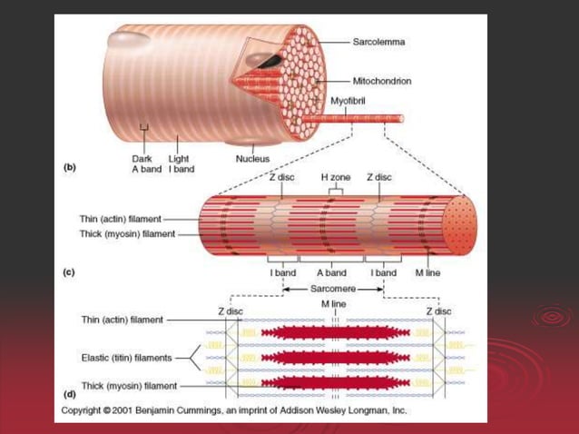 Histology of Muscle types histology o.ppt