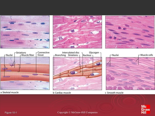 Histology of Muscle types histology o.ppt