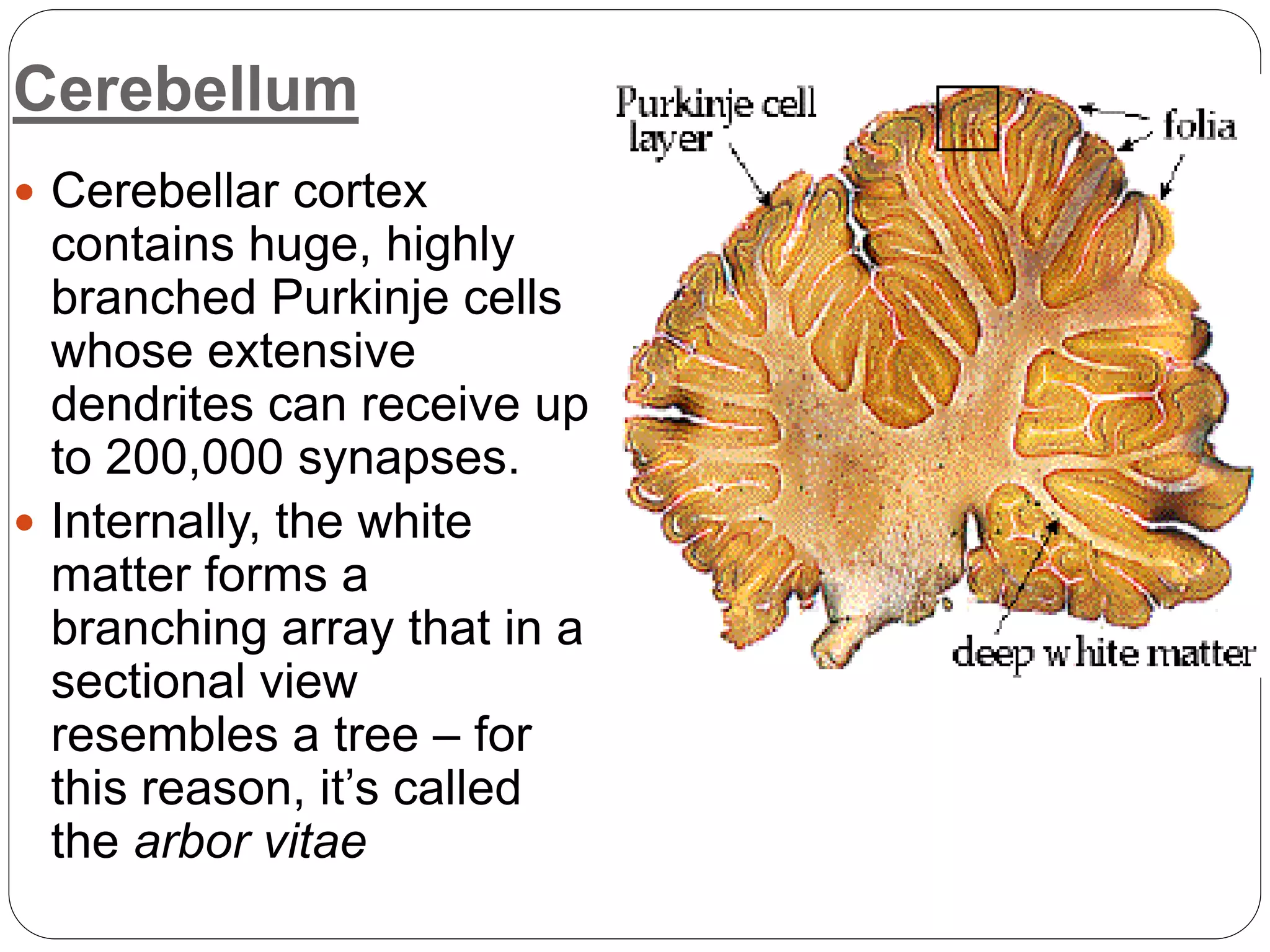 Histology of nerve system | PDF